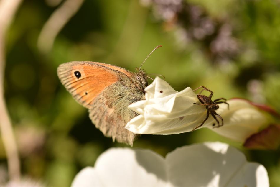 Butterfly Flower Spider free image download