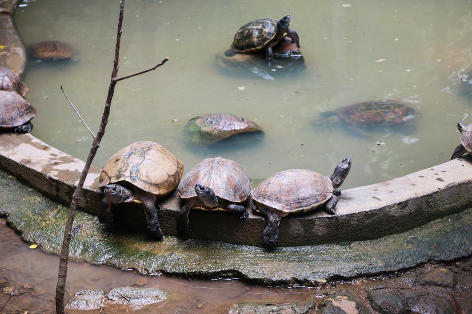 Tortoise Water Nature free image download