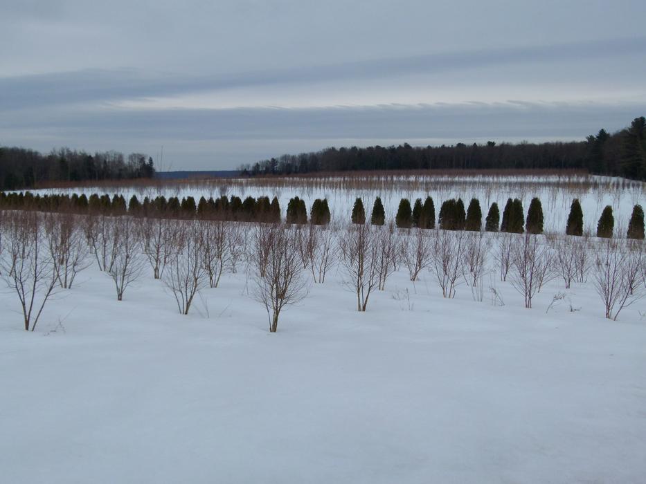 Tree Farm Trees free image download