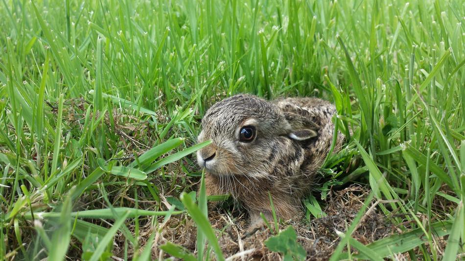 Rabbit Lapereau Hare free image download