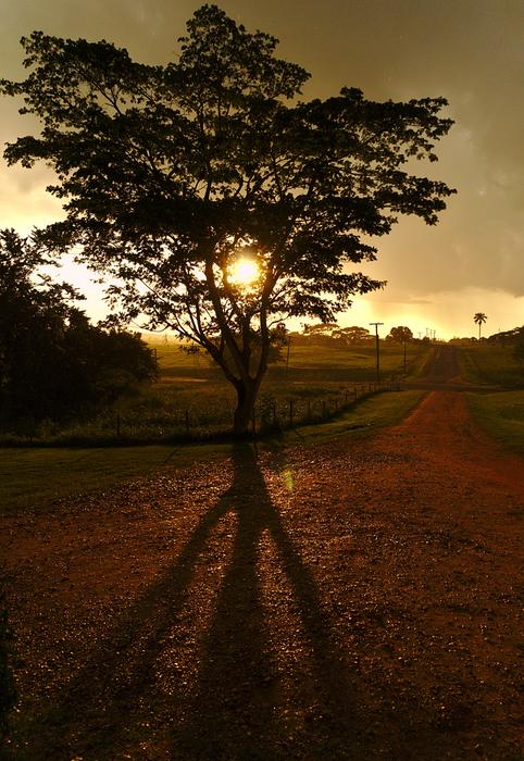 Tree Sunset Shadow free image download