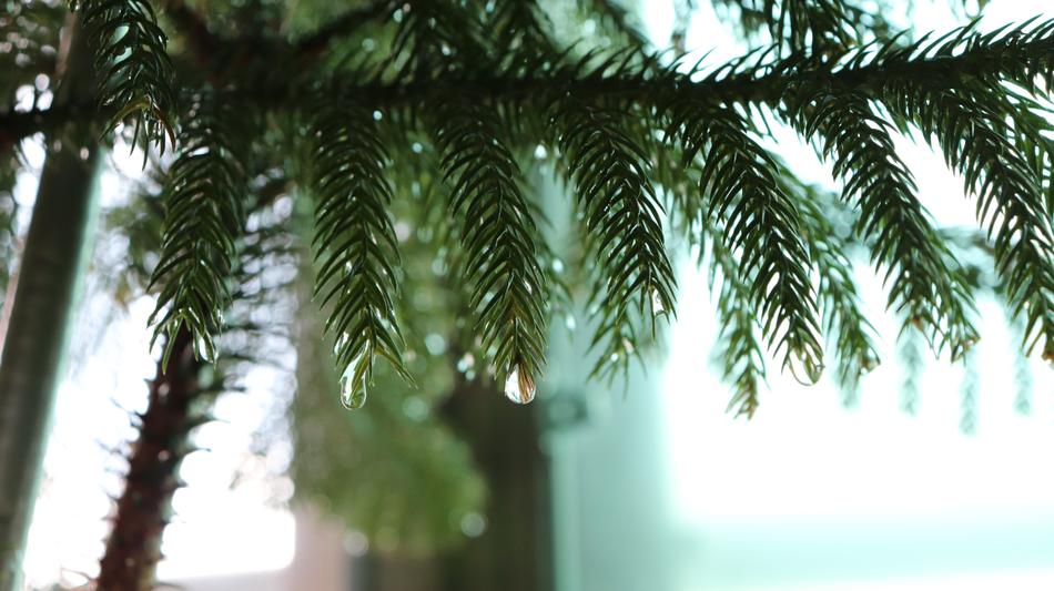 Pine Tree Sharp free image download