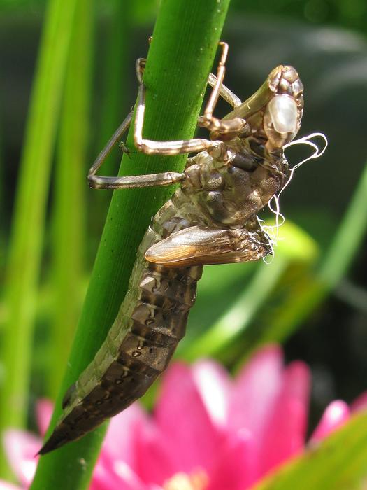 Exuvie Insect Nature free image download