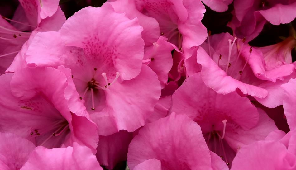Flowers Pink Spring free image download