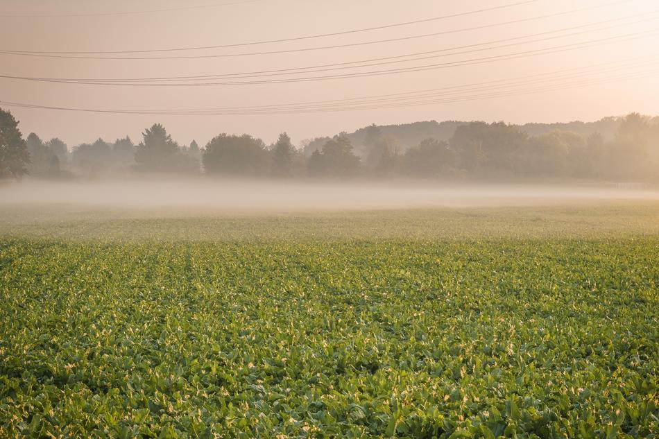 Morning Haze Sunrise Nature free image download