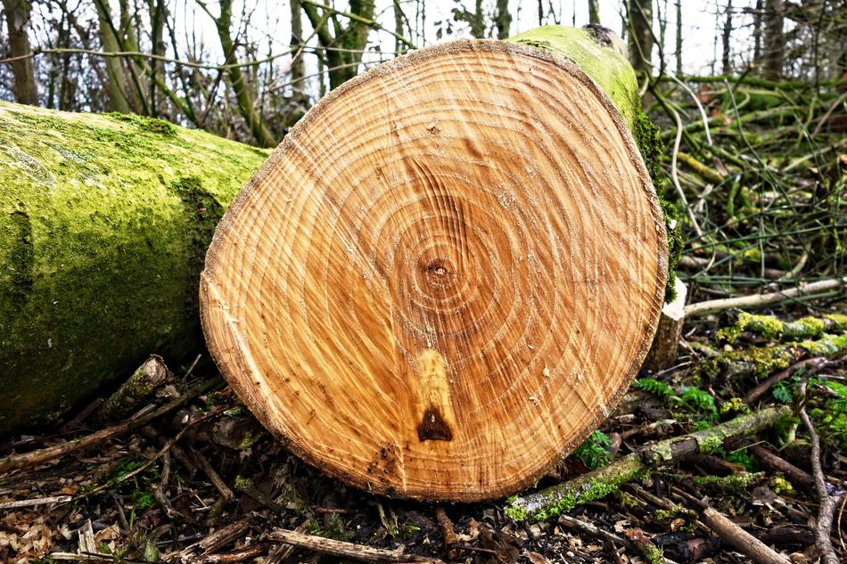 Log Tree Trunk Wood free image download