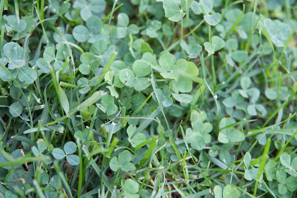 Clover Grass Nature free image download