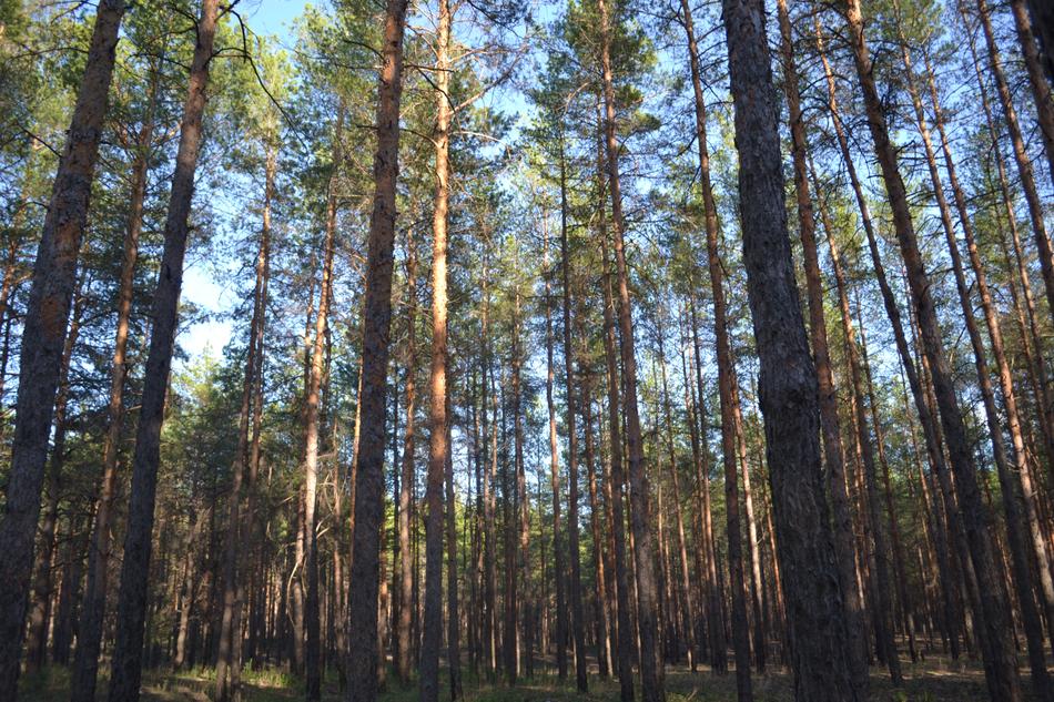 Forest Pine Nature free image download