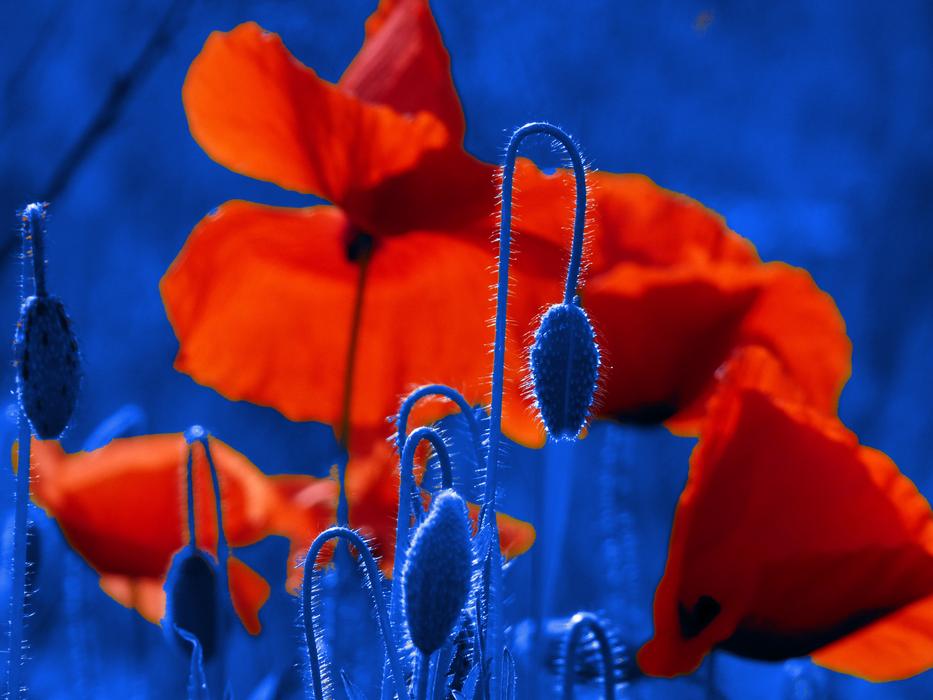 Flower Foreign Colors free image download