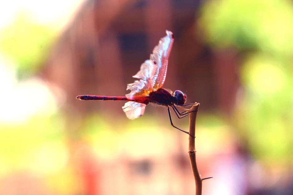 Insects Fly Wings free image download