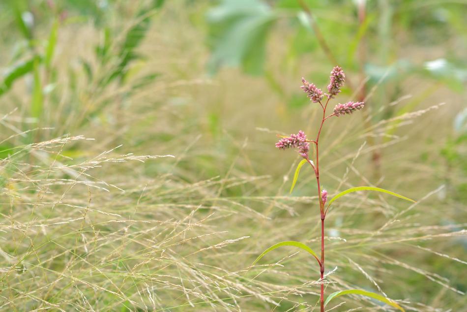Highlander Plant Pink free image download