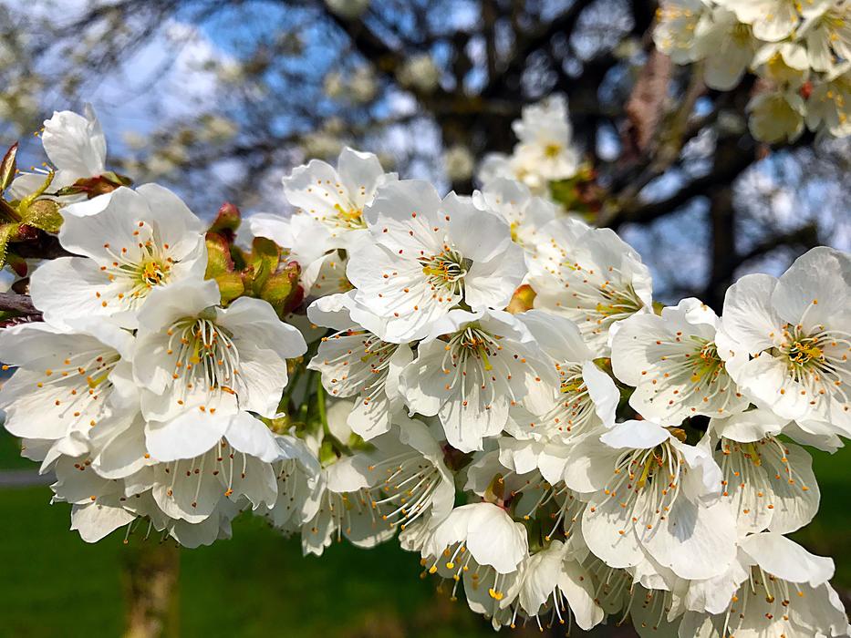 Cherry Blossom Spring Nature free image download