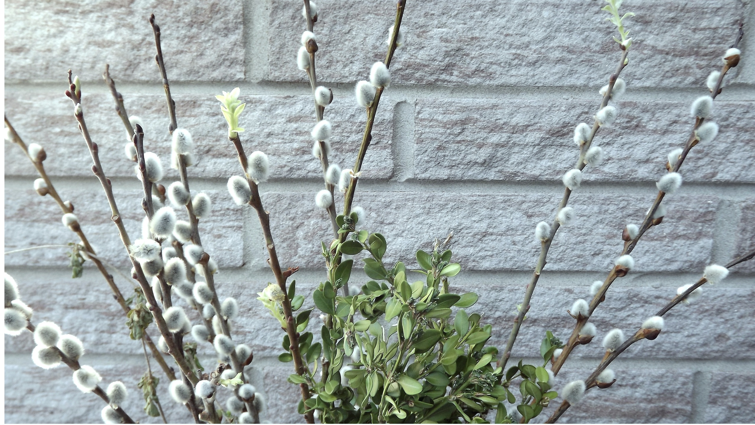 Plant Nature Season Based willow free image download