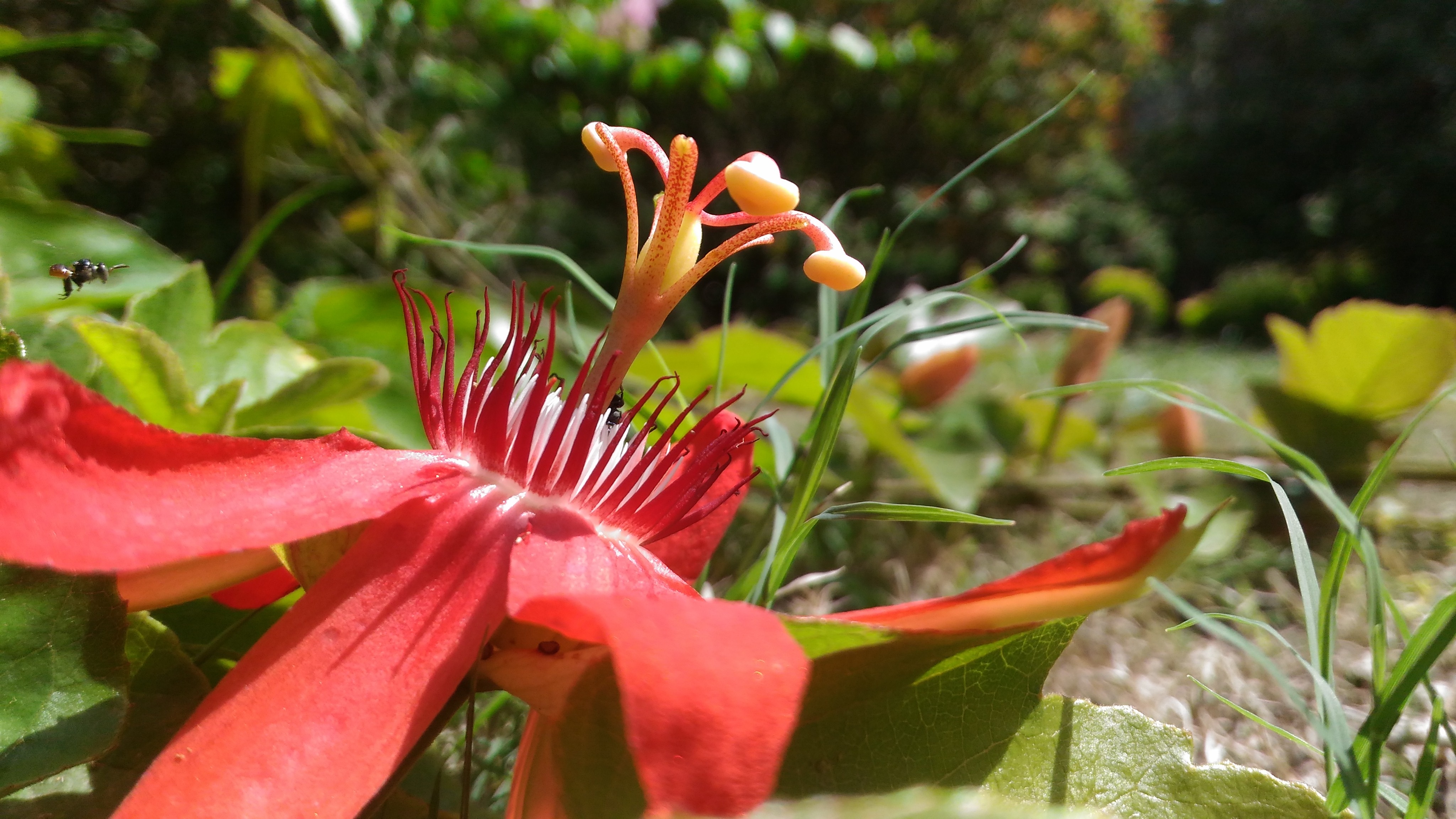 Nature Flower Flora free image download