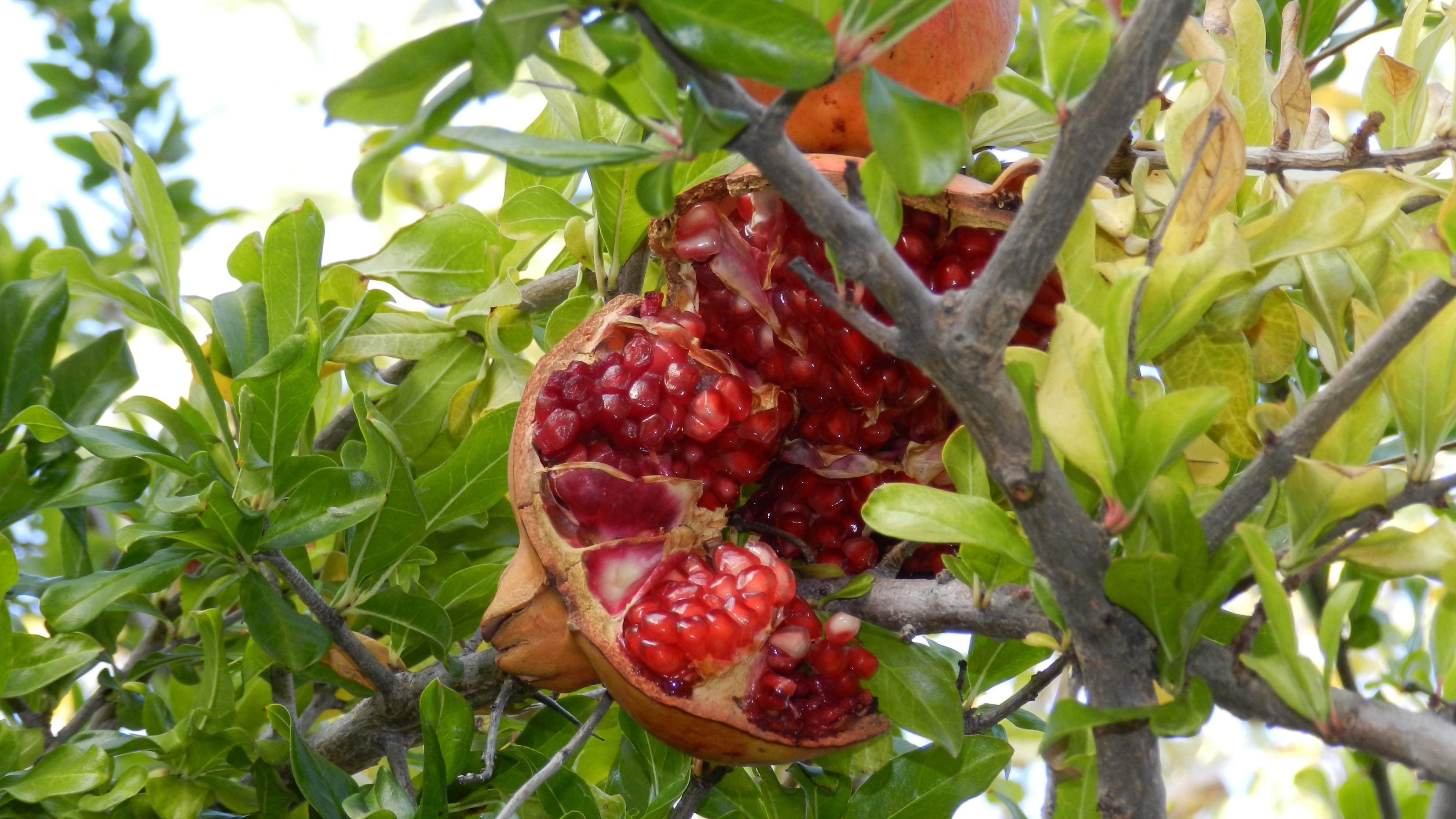 Fruit Nature Food free image download