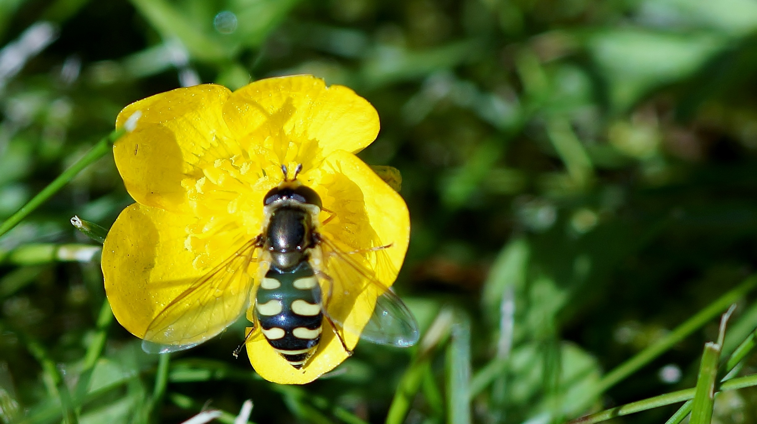 Nature Insect Outdoor free image download