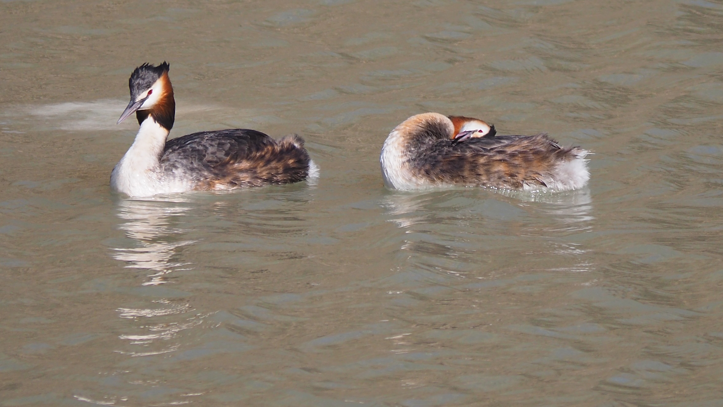 Nature Fauna Birds free image download