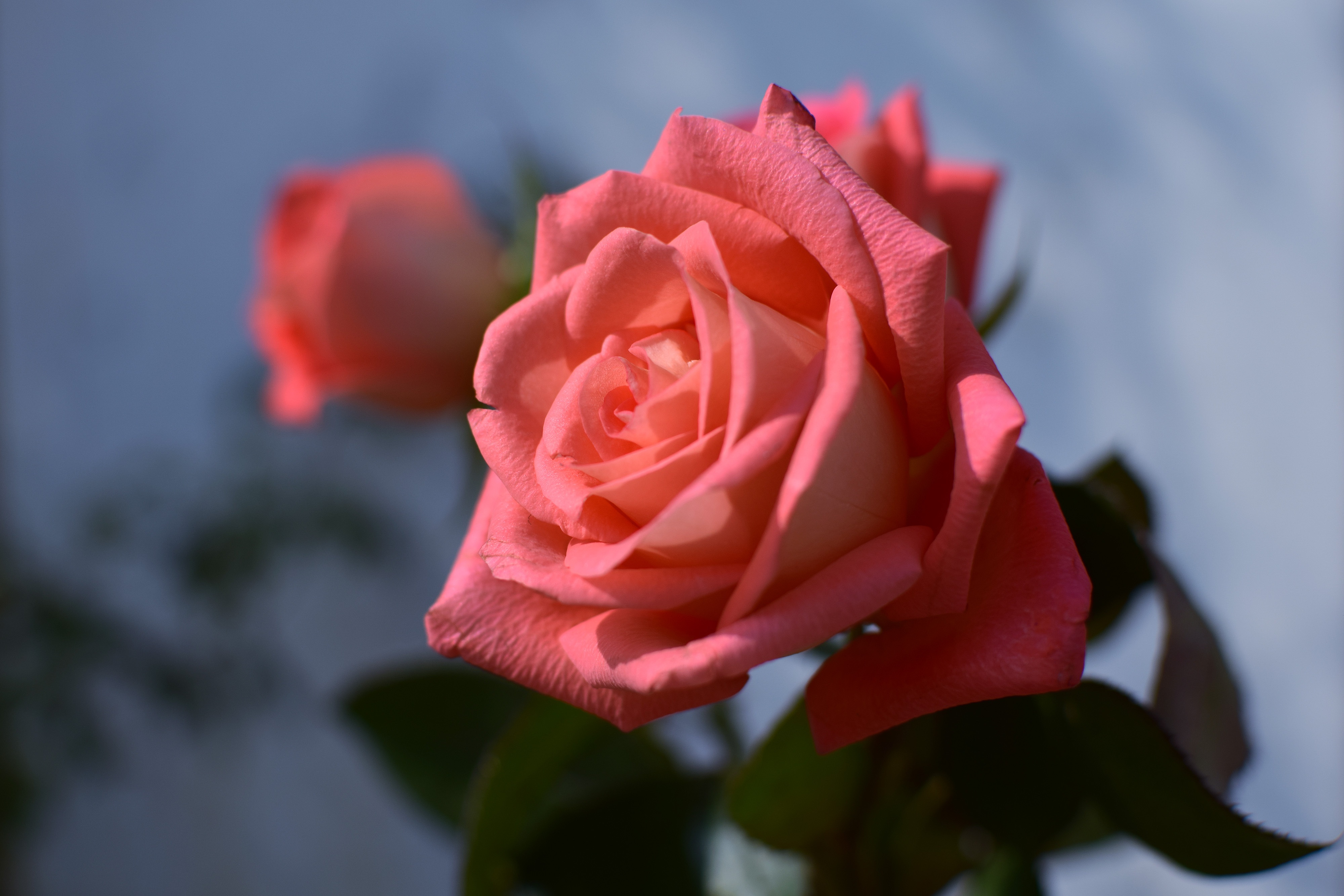 Rose Flower Petal free image download