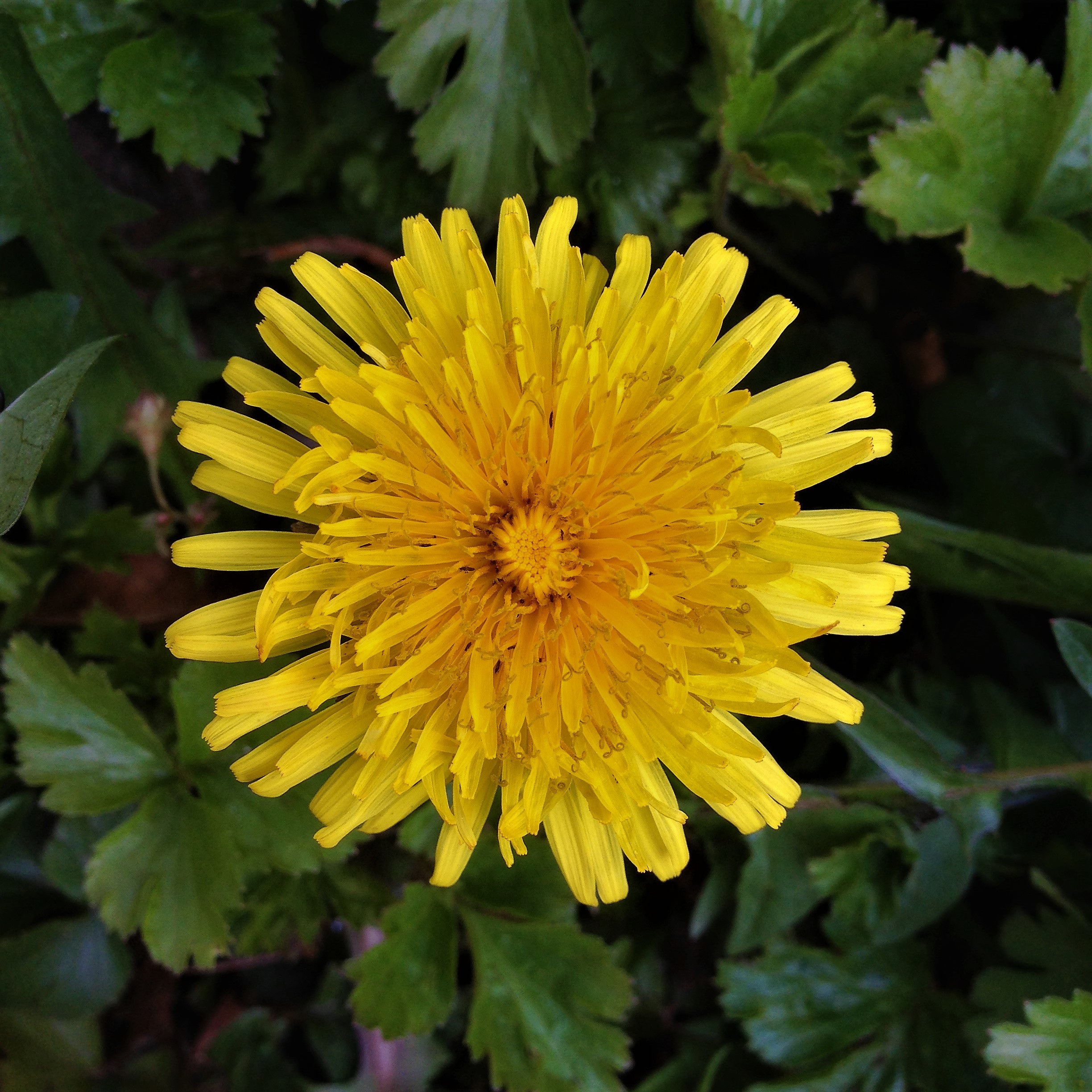 Flower free image download
