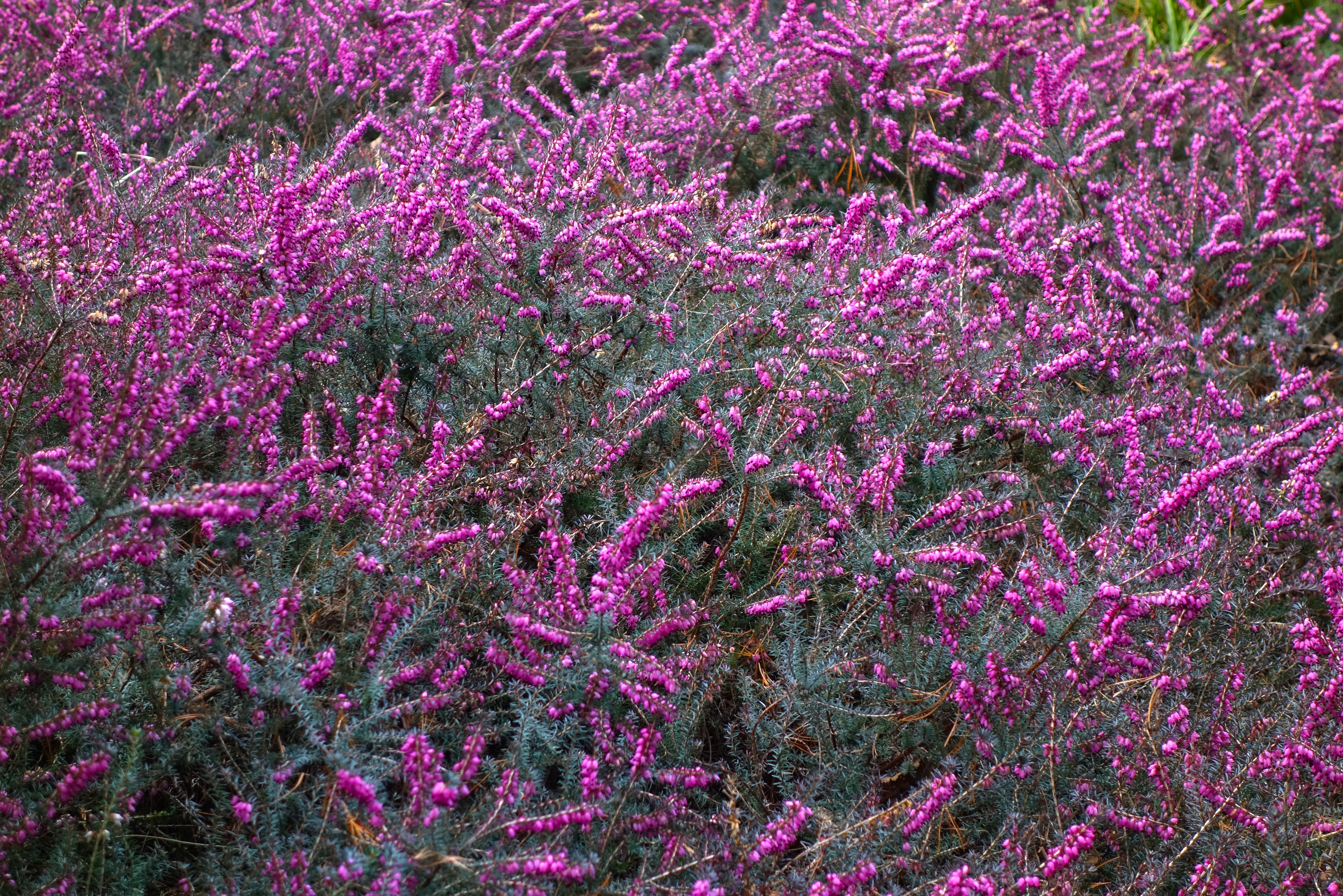 Erica Flower Plant free image download