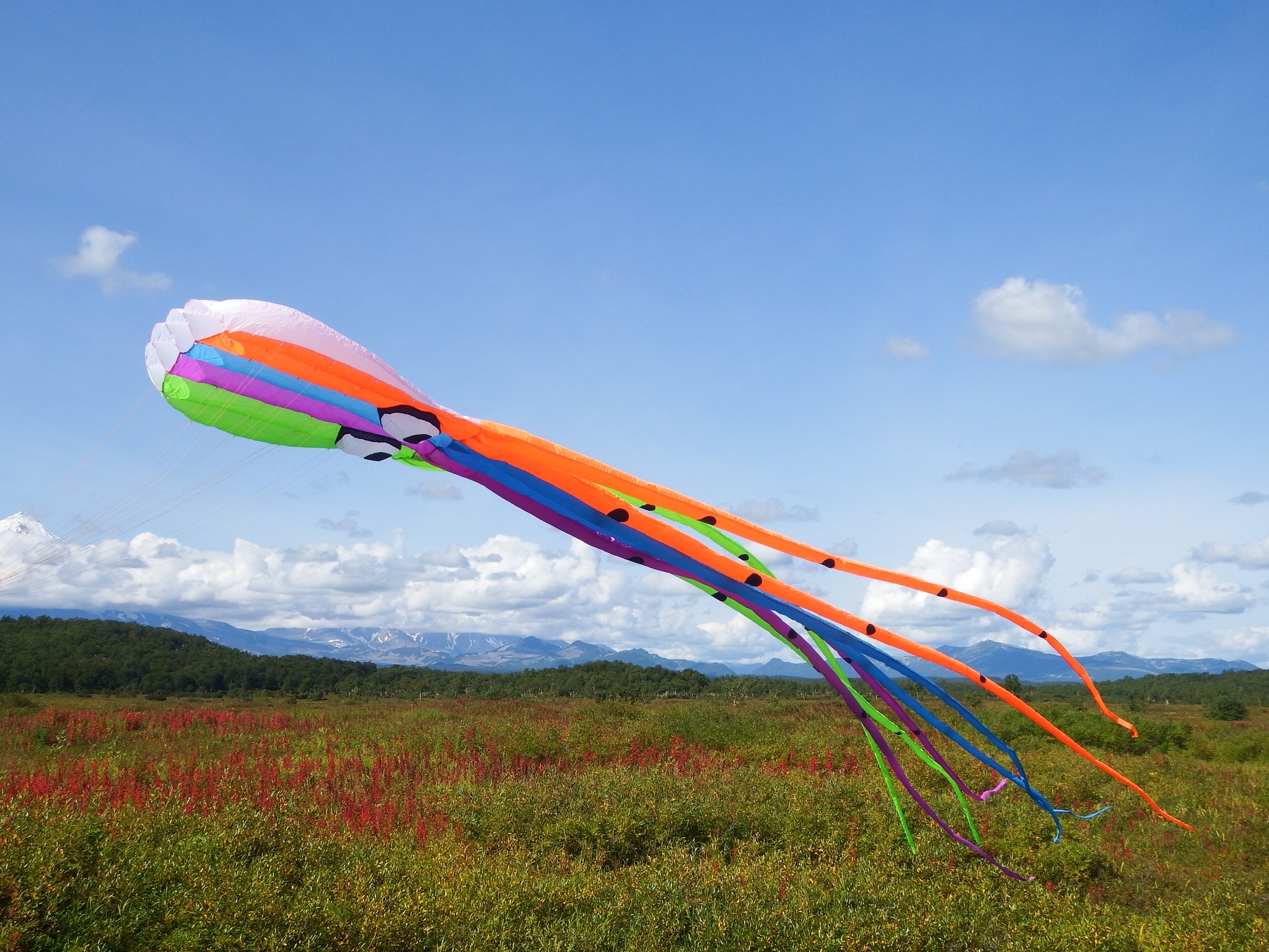 Kite Octopus Sky free image download