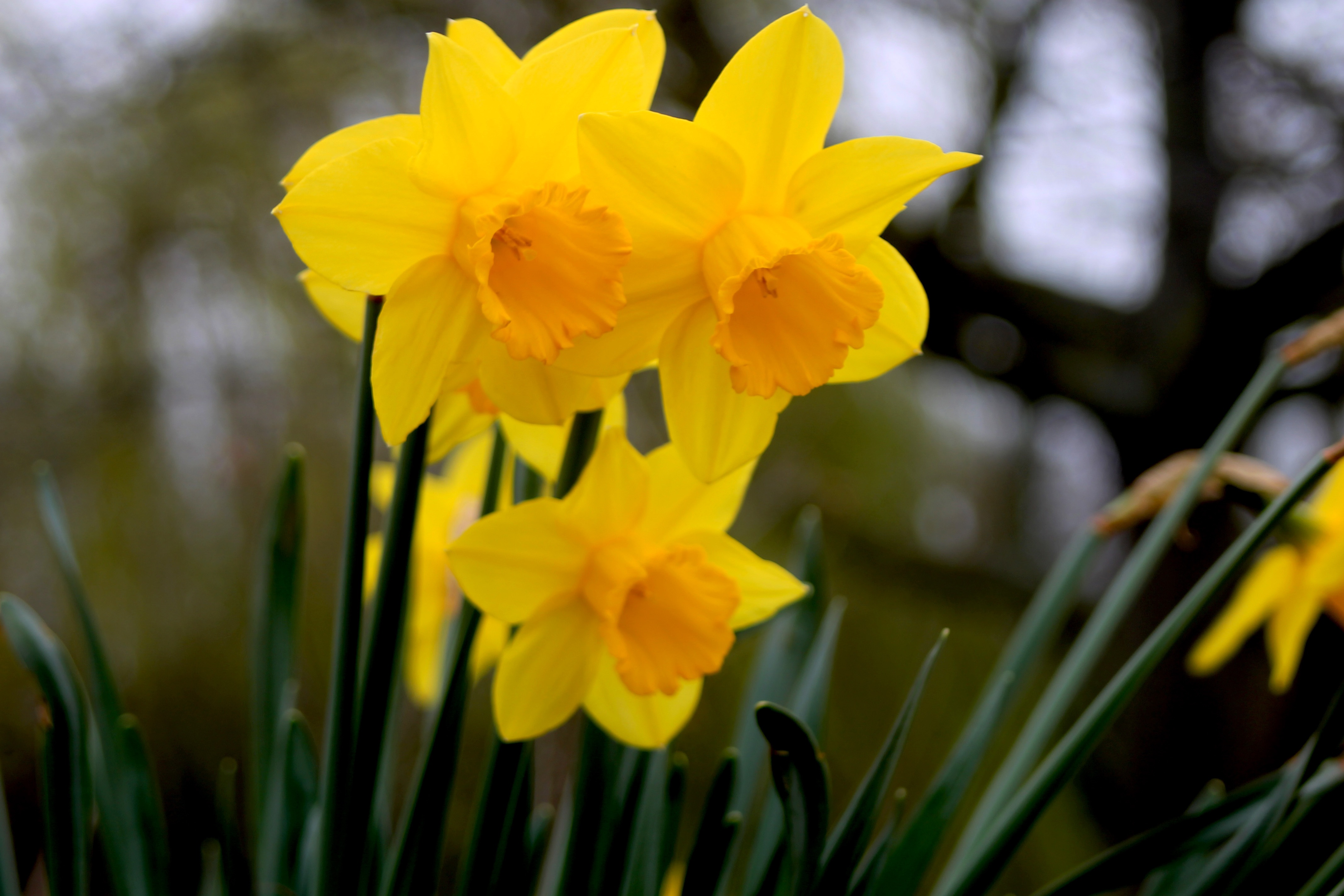 Nature Flower Flora free image download