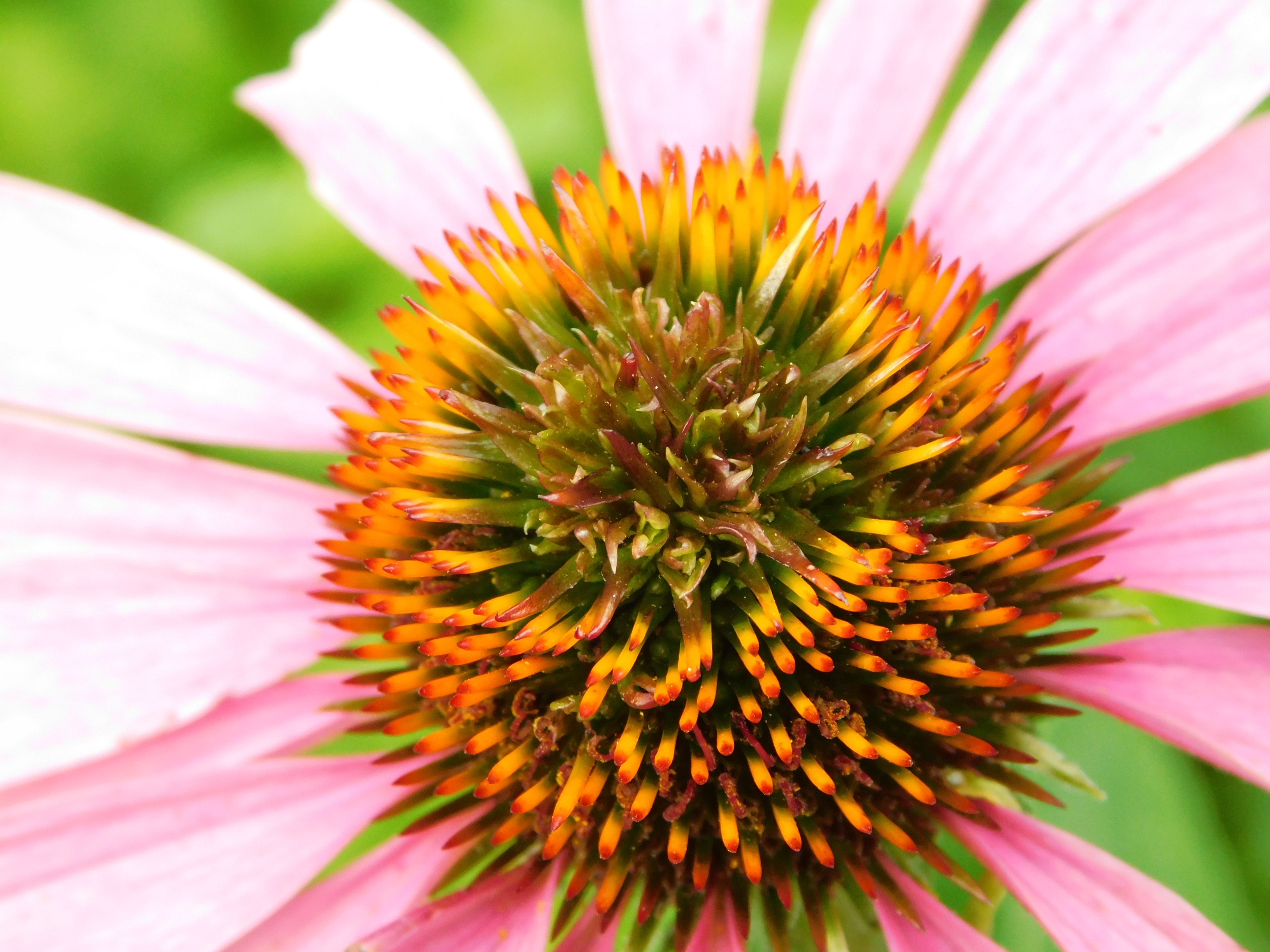 Nature Flower Flora free image download