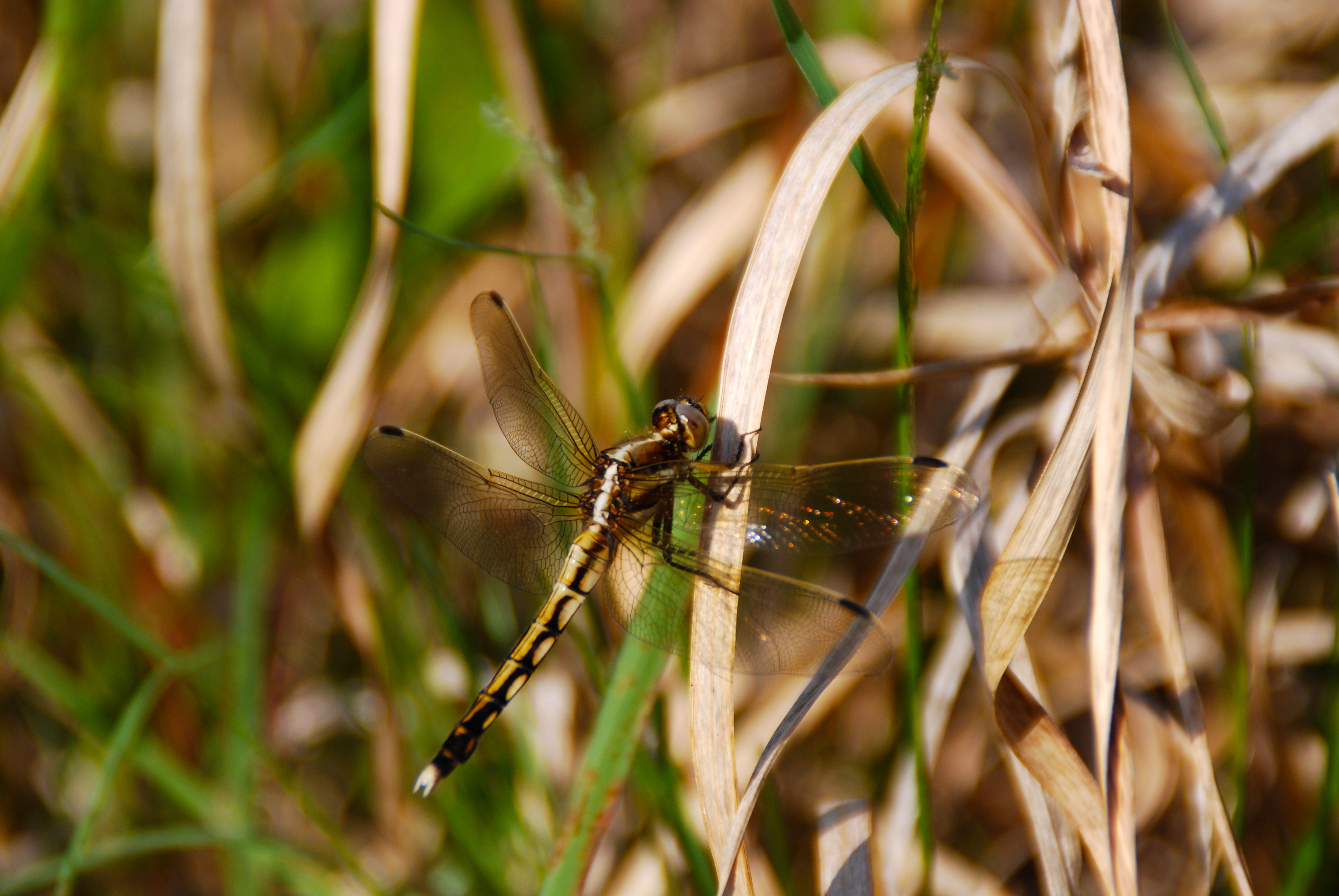 Dragonfly Insect Bug free image download