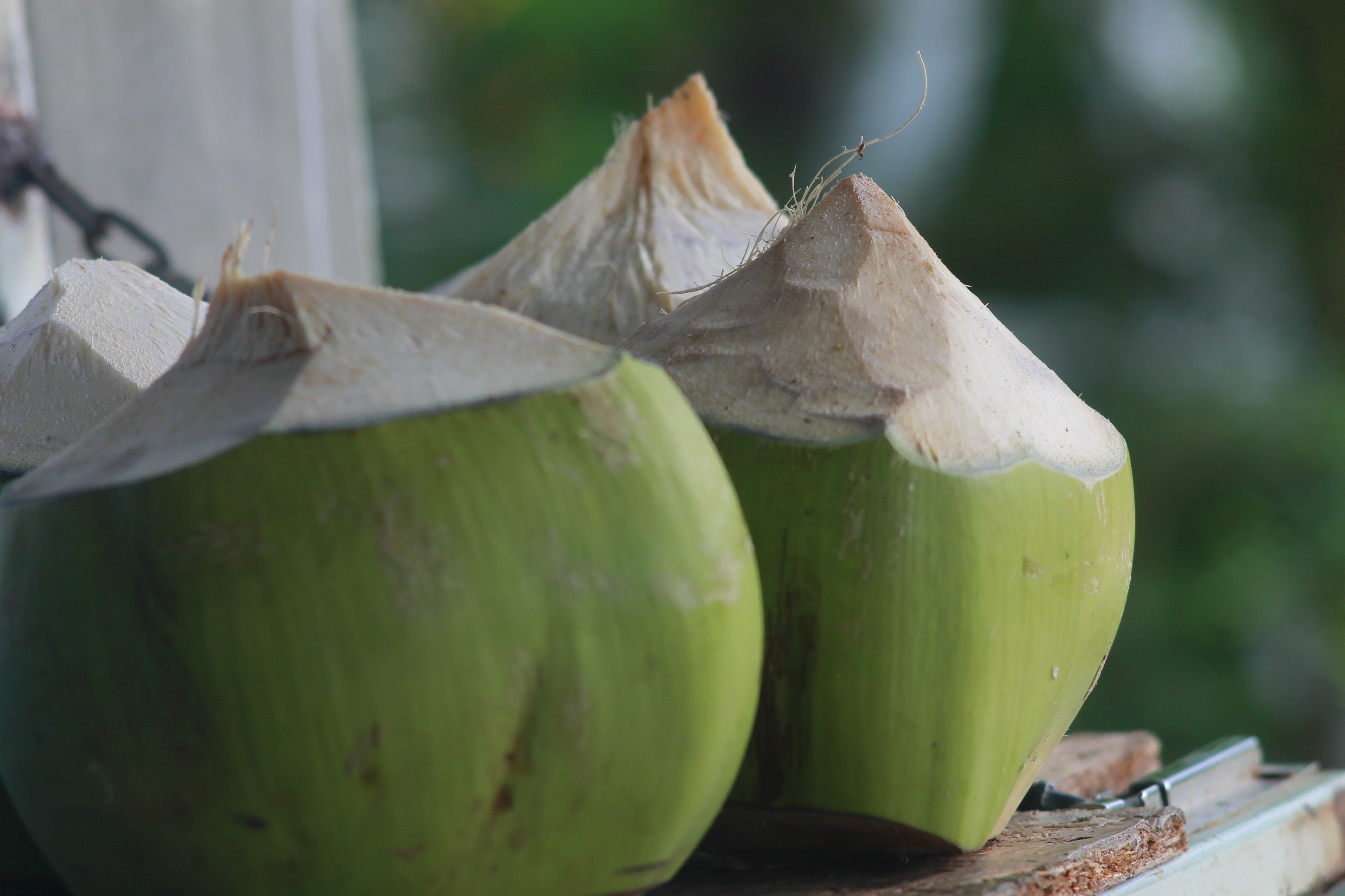 Coconut Tree Nature free image download