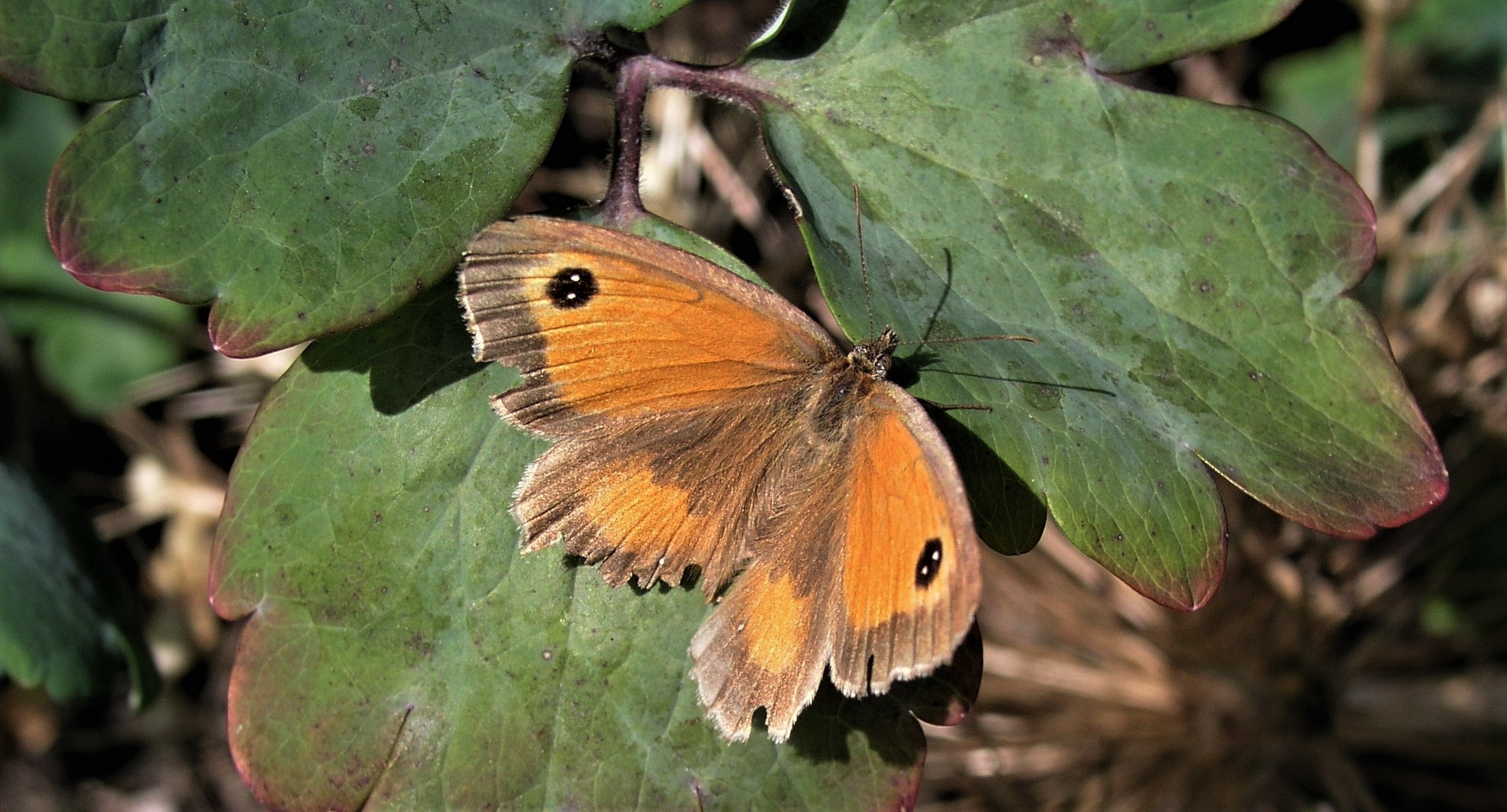 Nature Insect Outdoors free image download