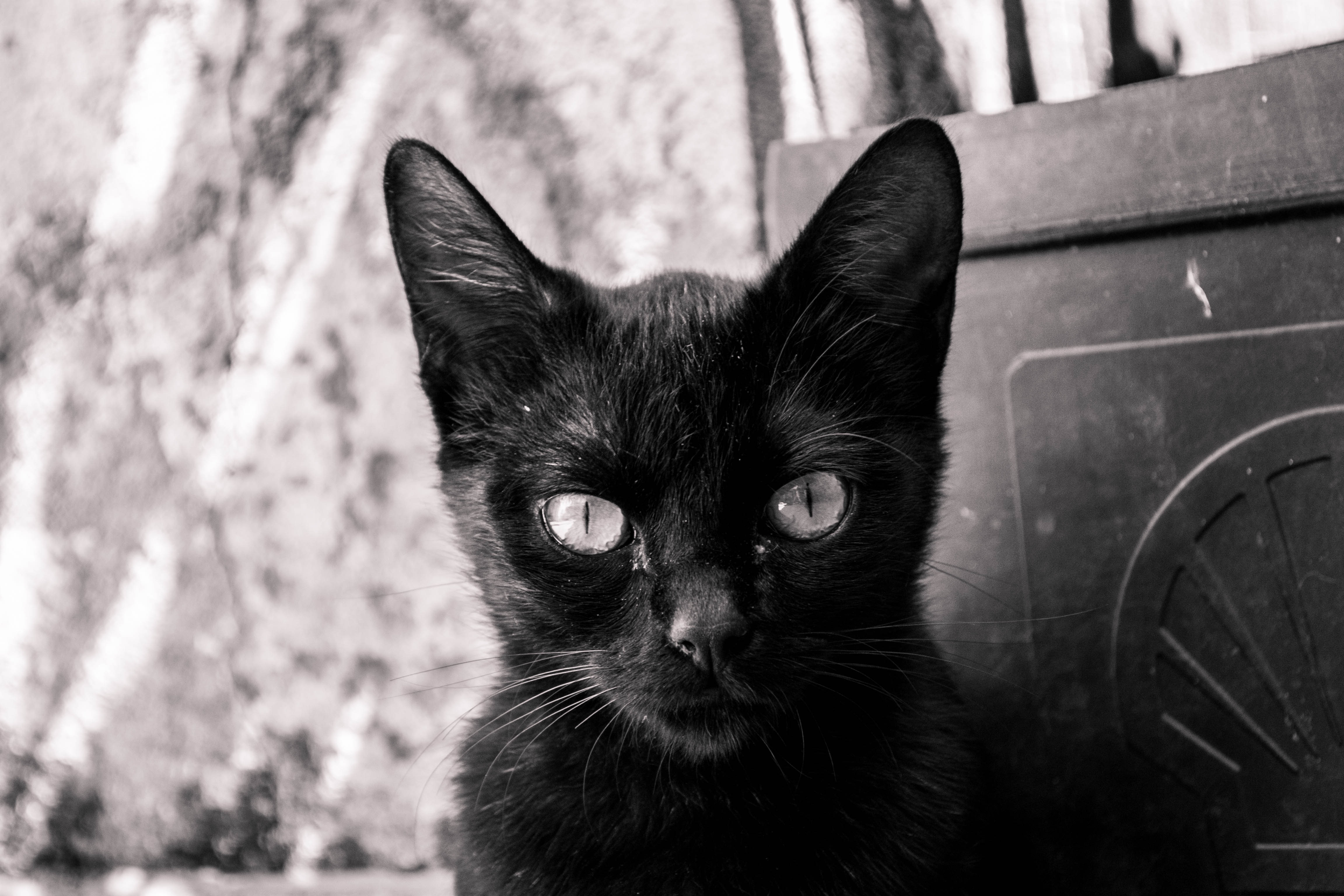 Gato Cat Felino free image download