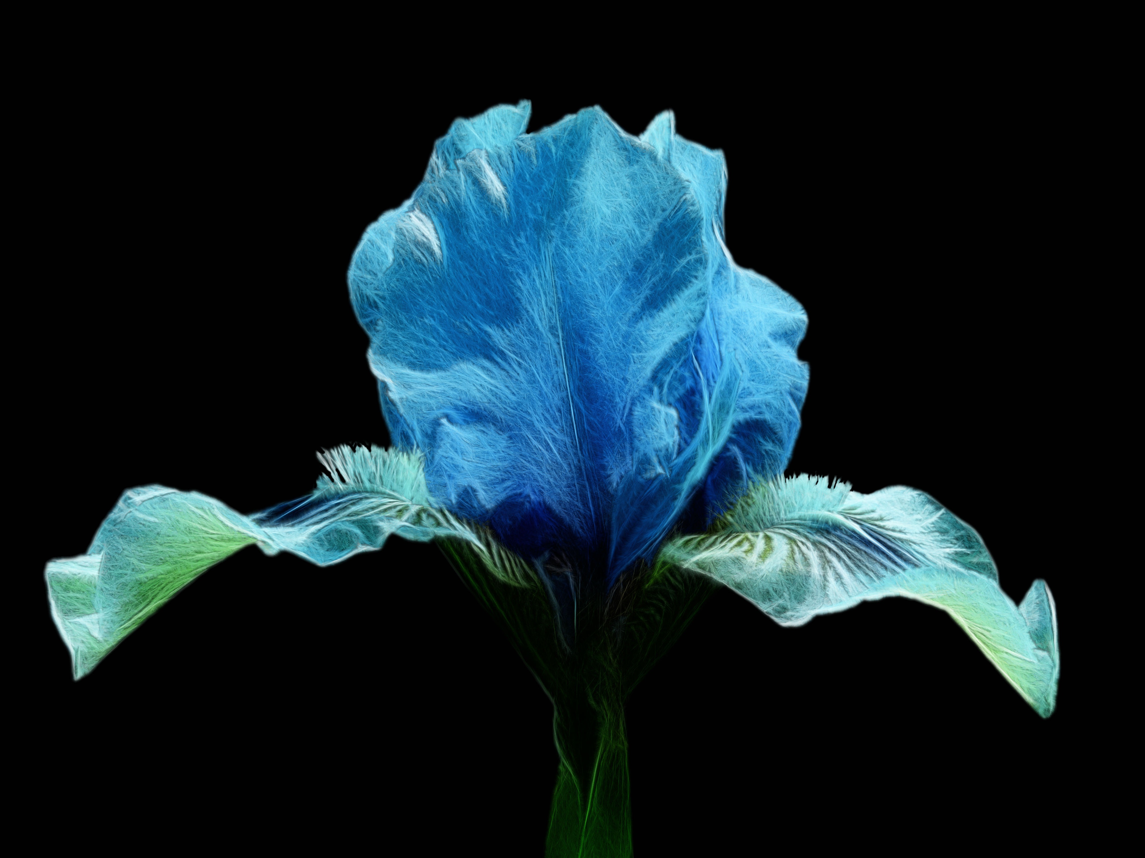 Fractalius flower plant nature free image download