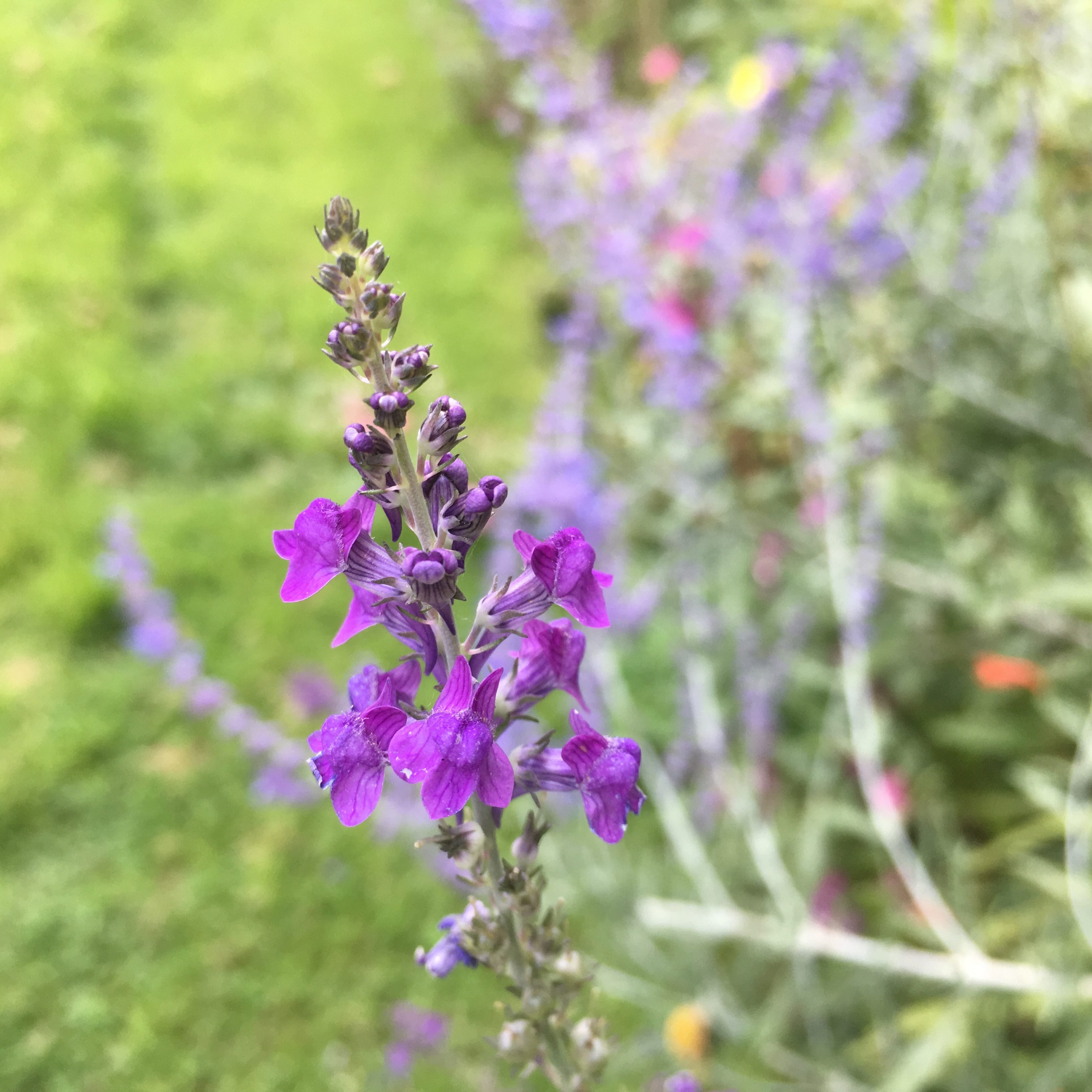 Flowers Purple Garden free image download