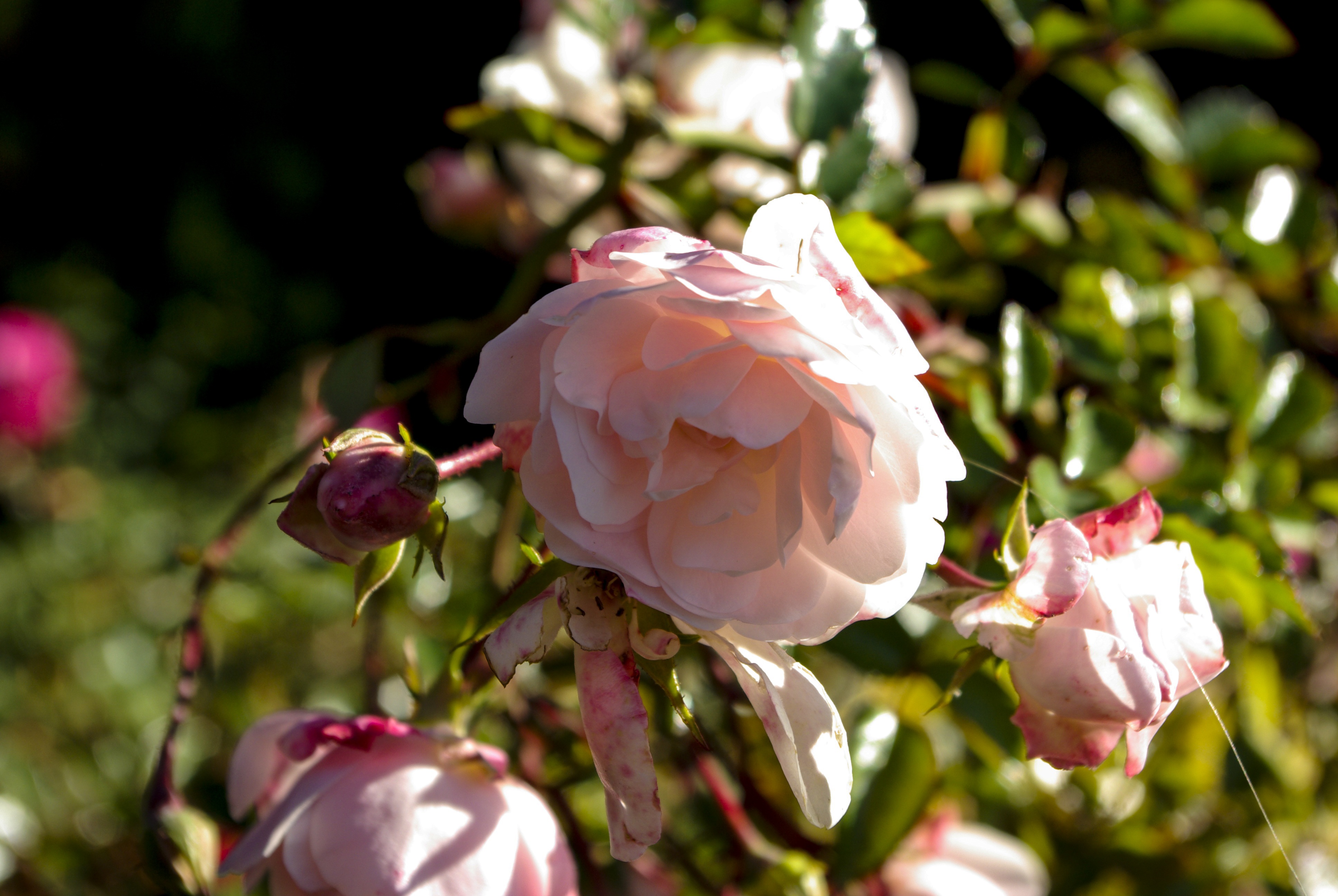 Rose Flower Nature free image download
