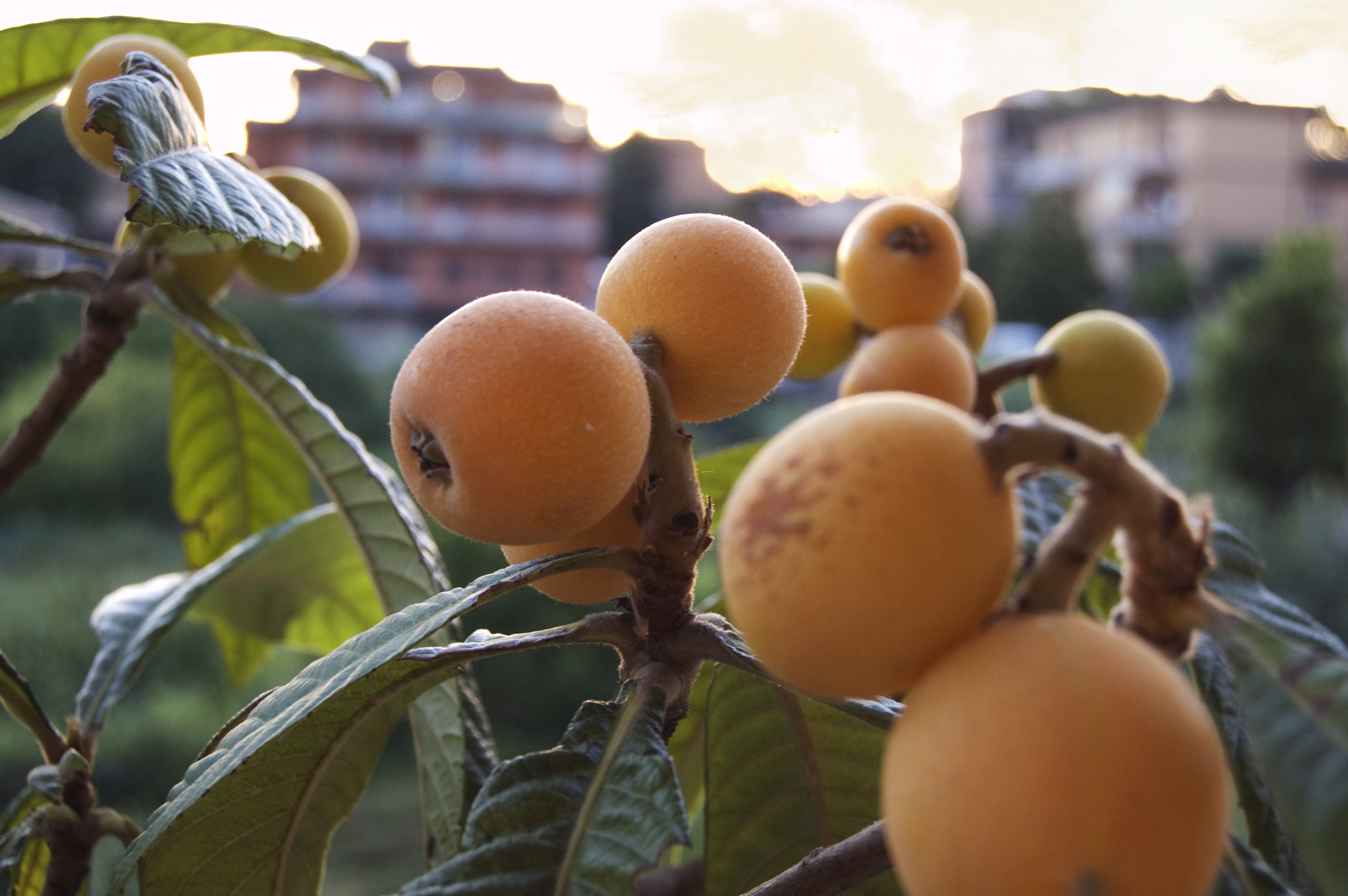 Loquats Fruits free image download