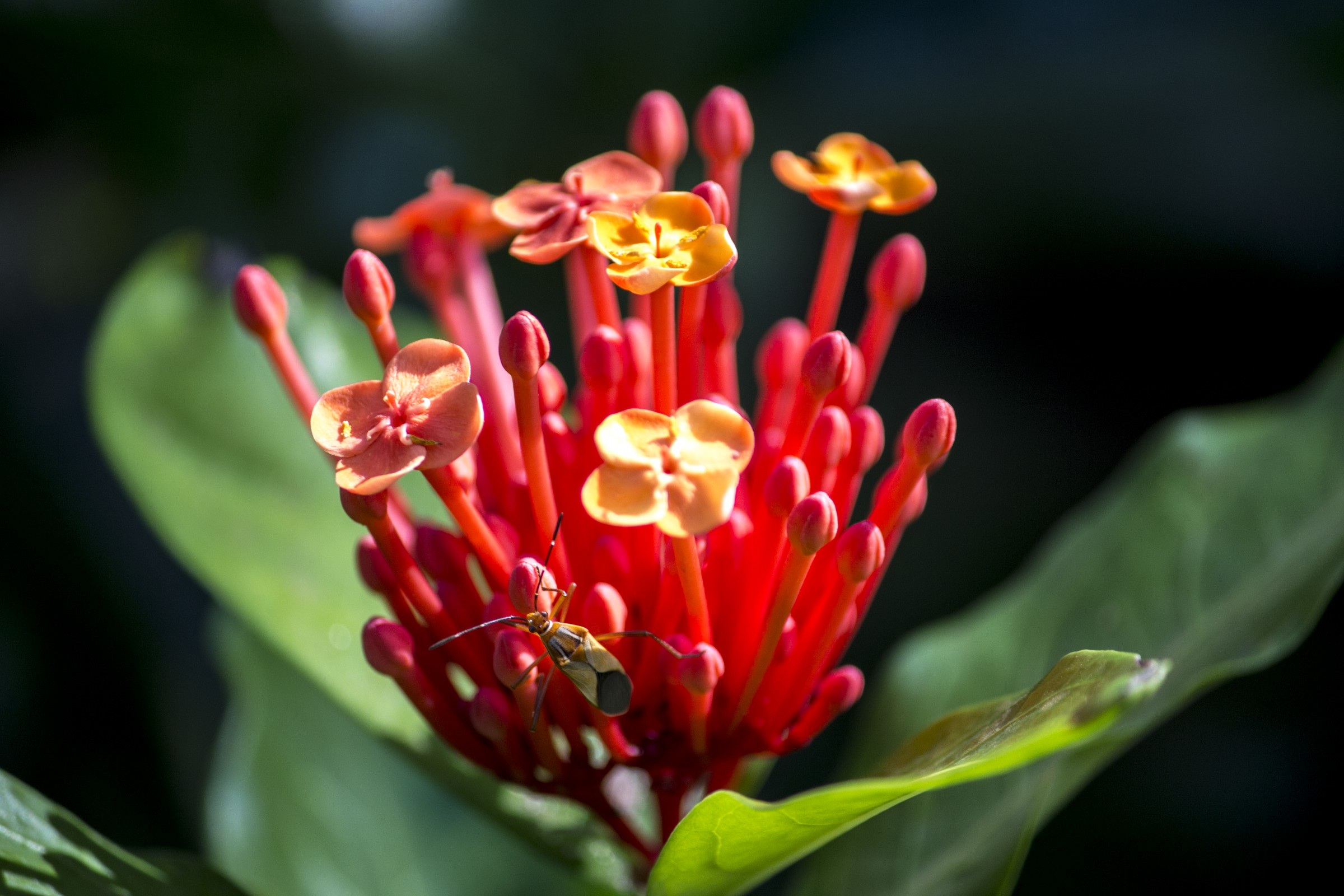 Exotic Flower Colorful free image download