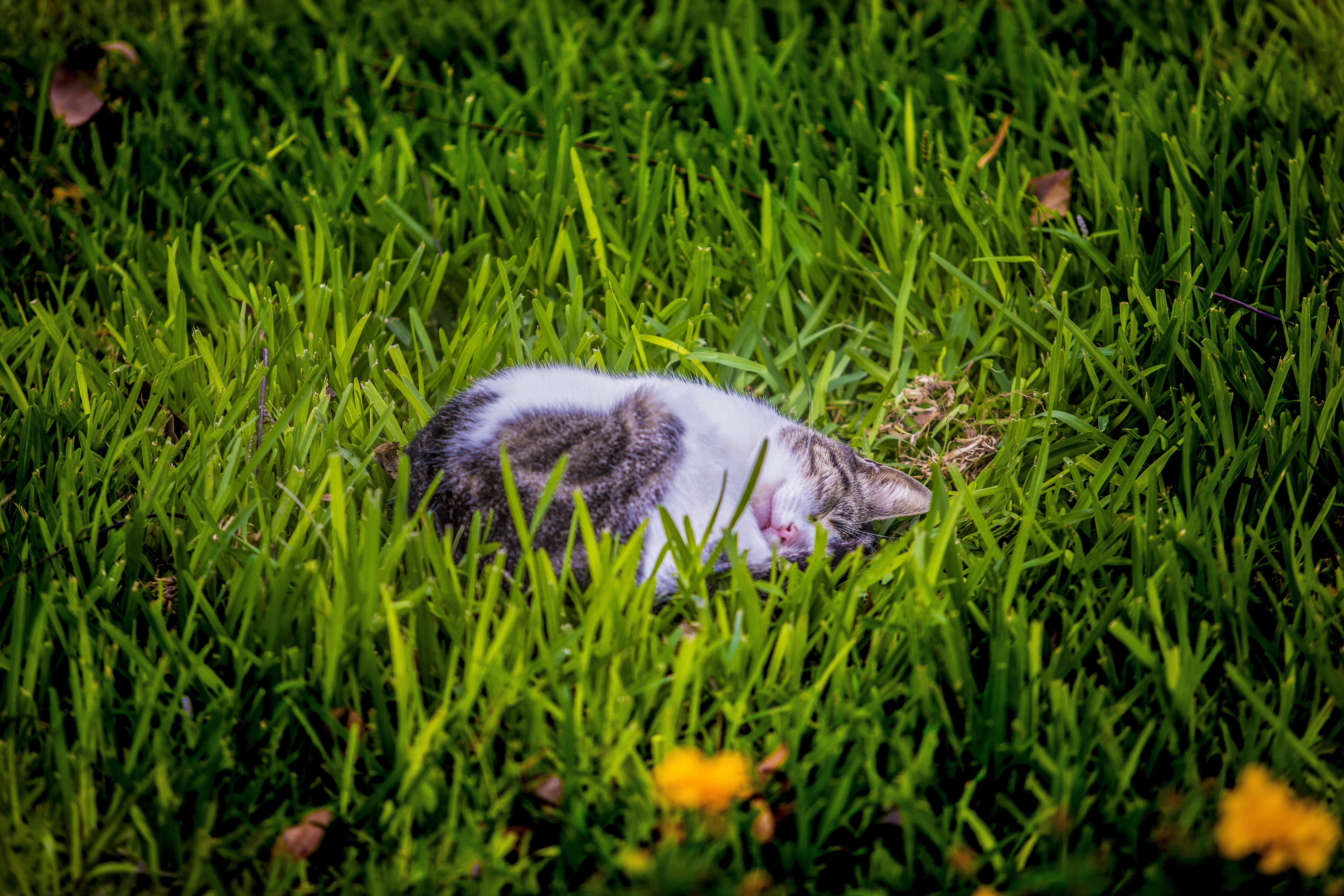 Landscape Peru free image download
