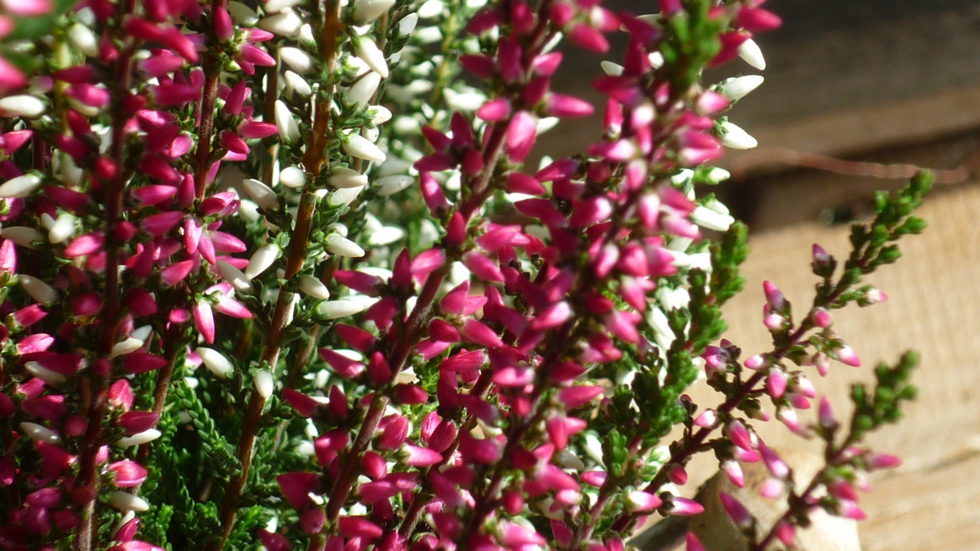 Buds-Heath Flower Erika Flowering free image download