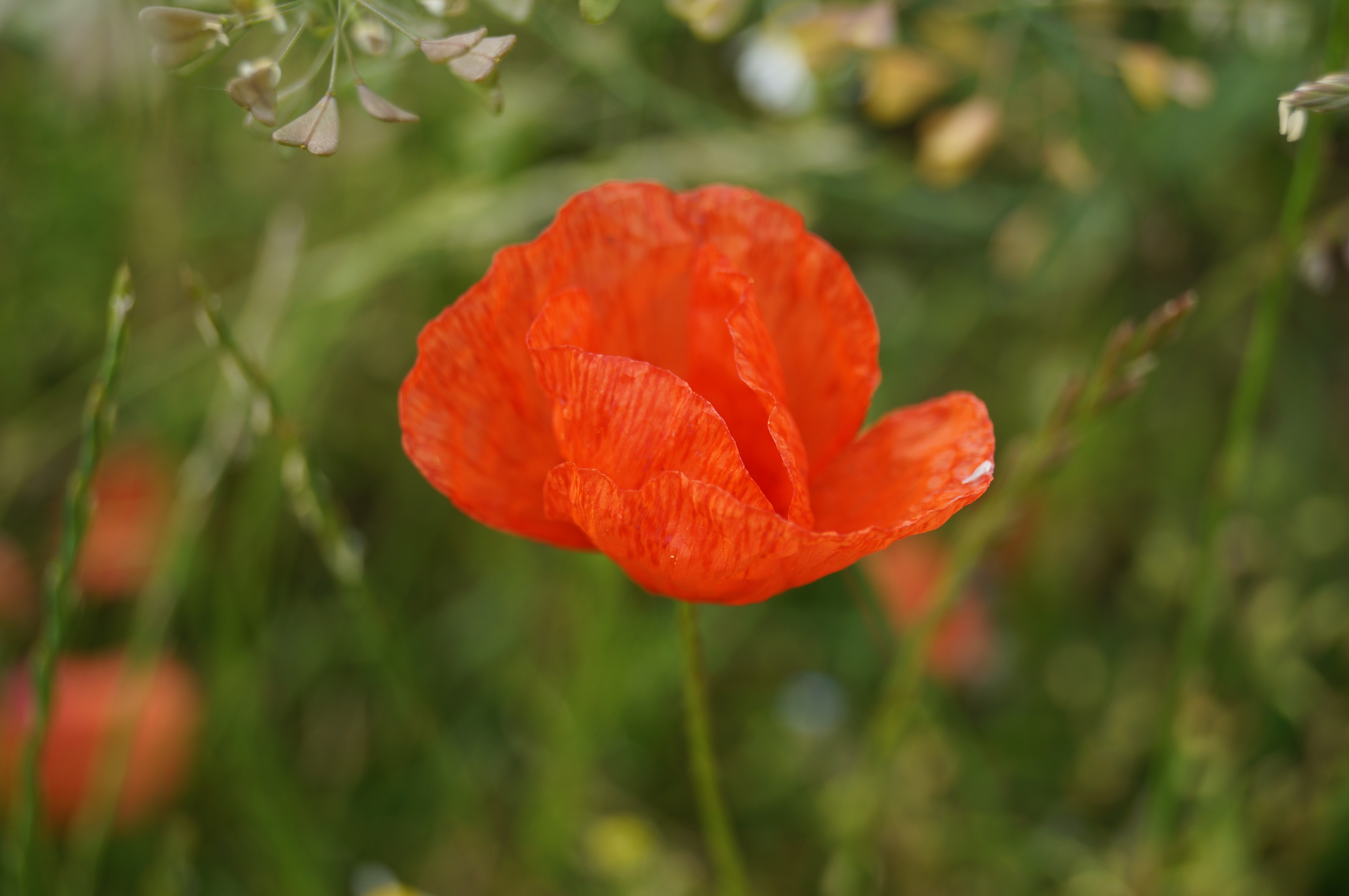 Flower Plant Garden free image download