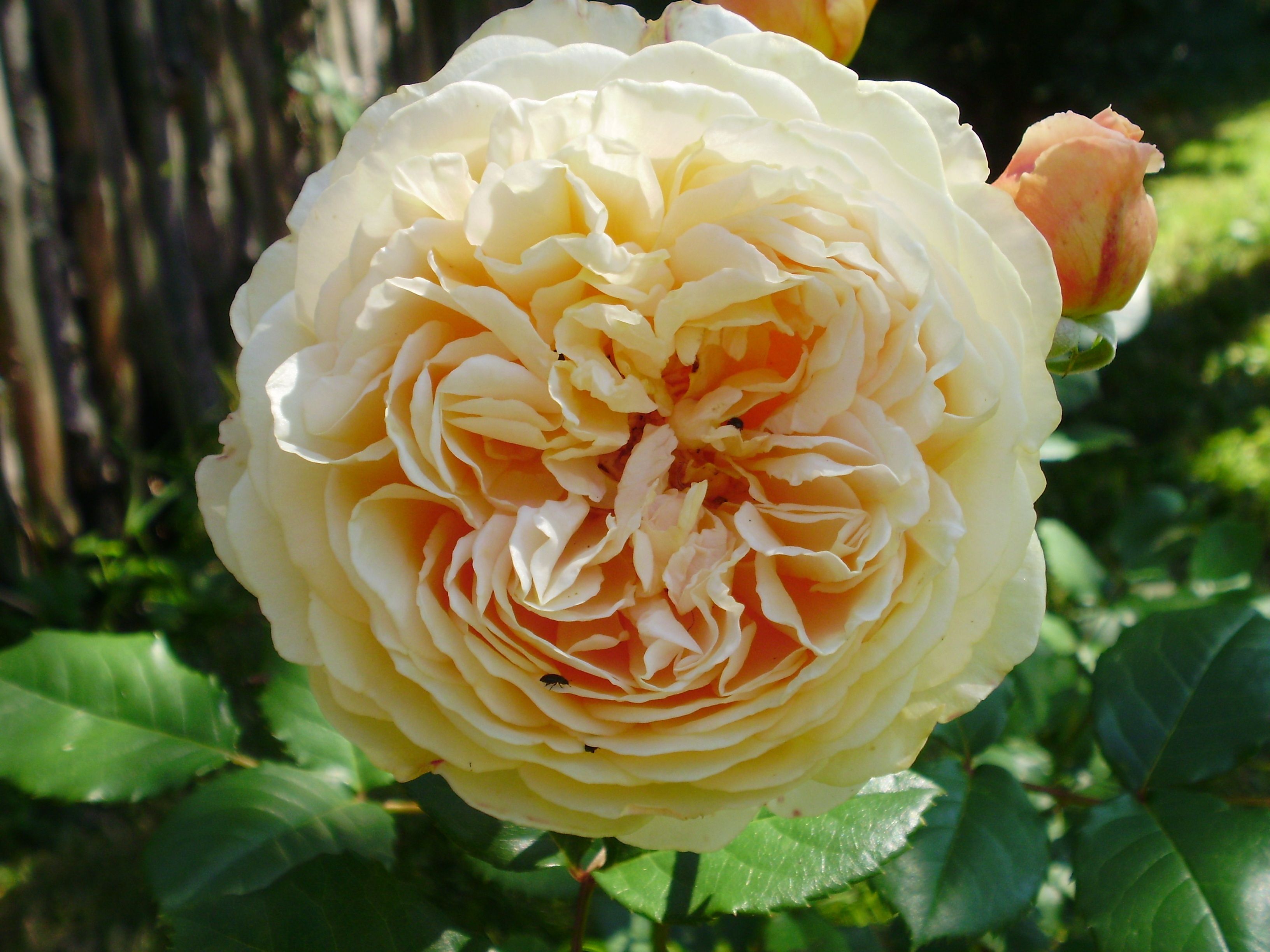 English Rose Beautiful free image download