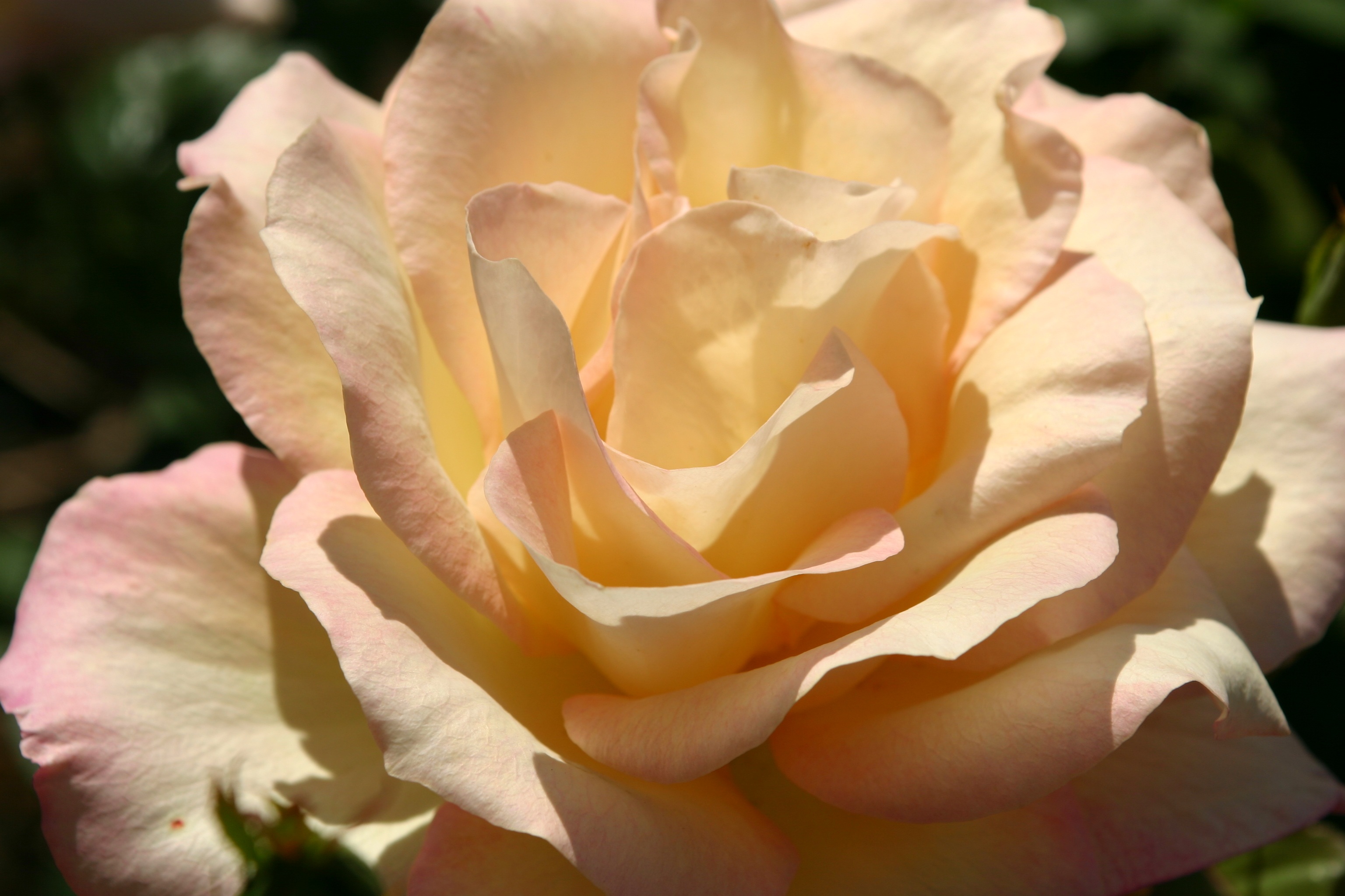 Rose Bloom Closeup free image download