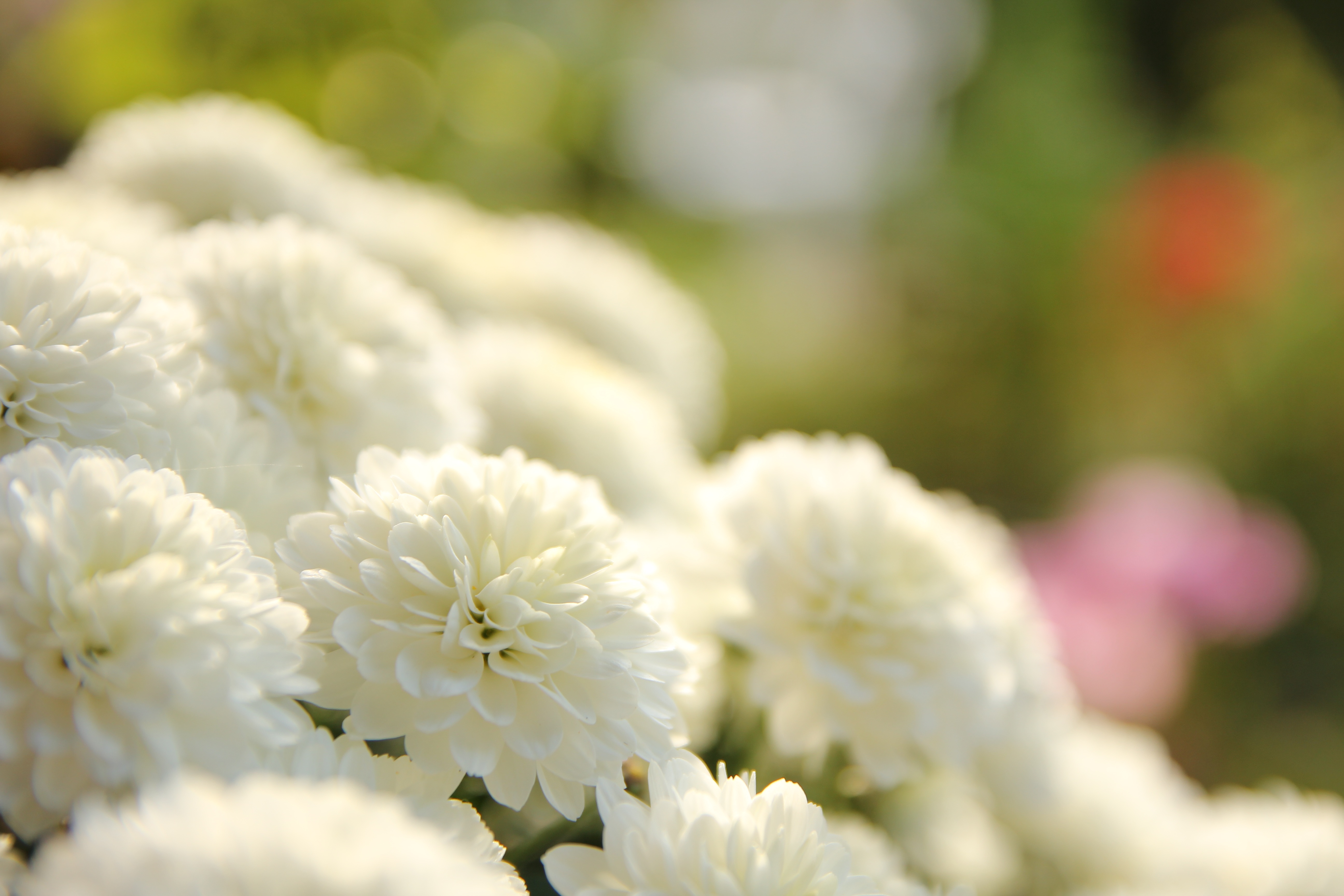 Flower Nature Flora free image download