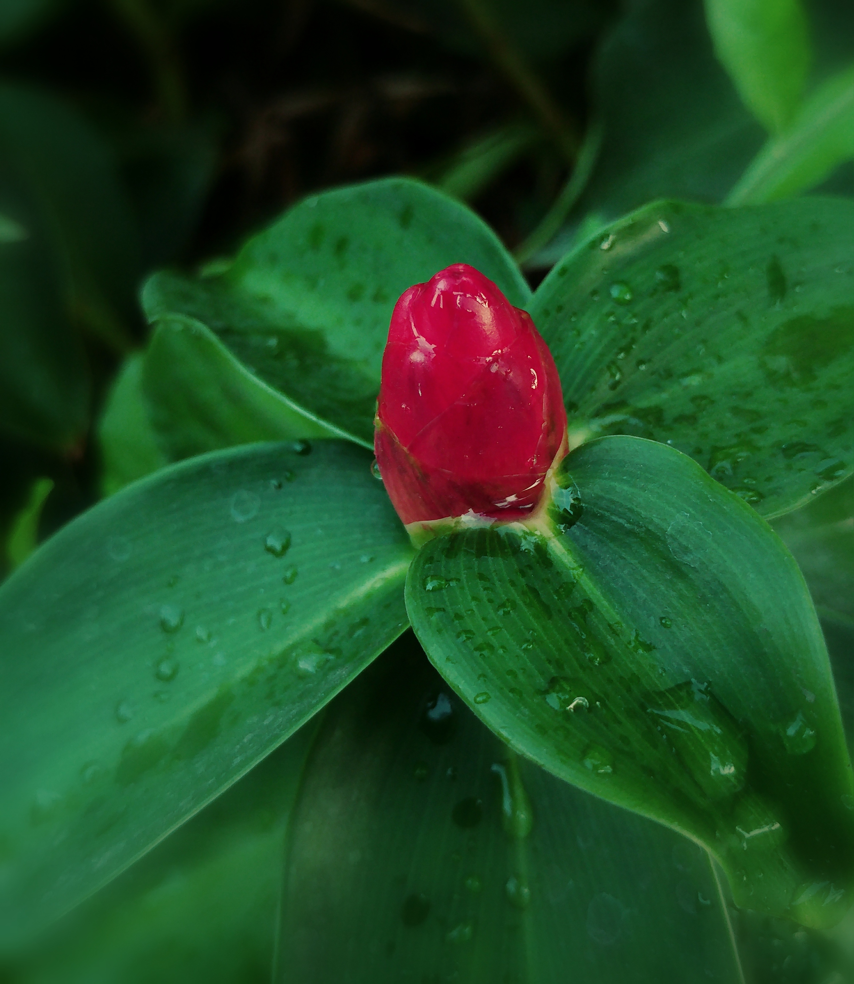 Flower Red Nature free image download