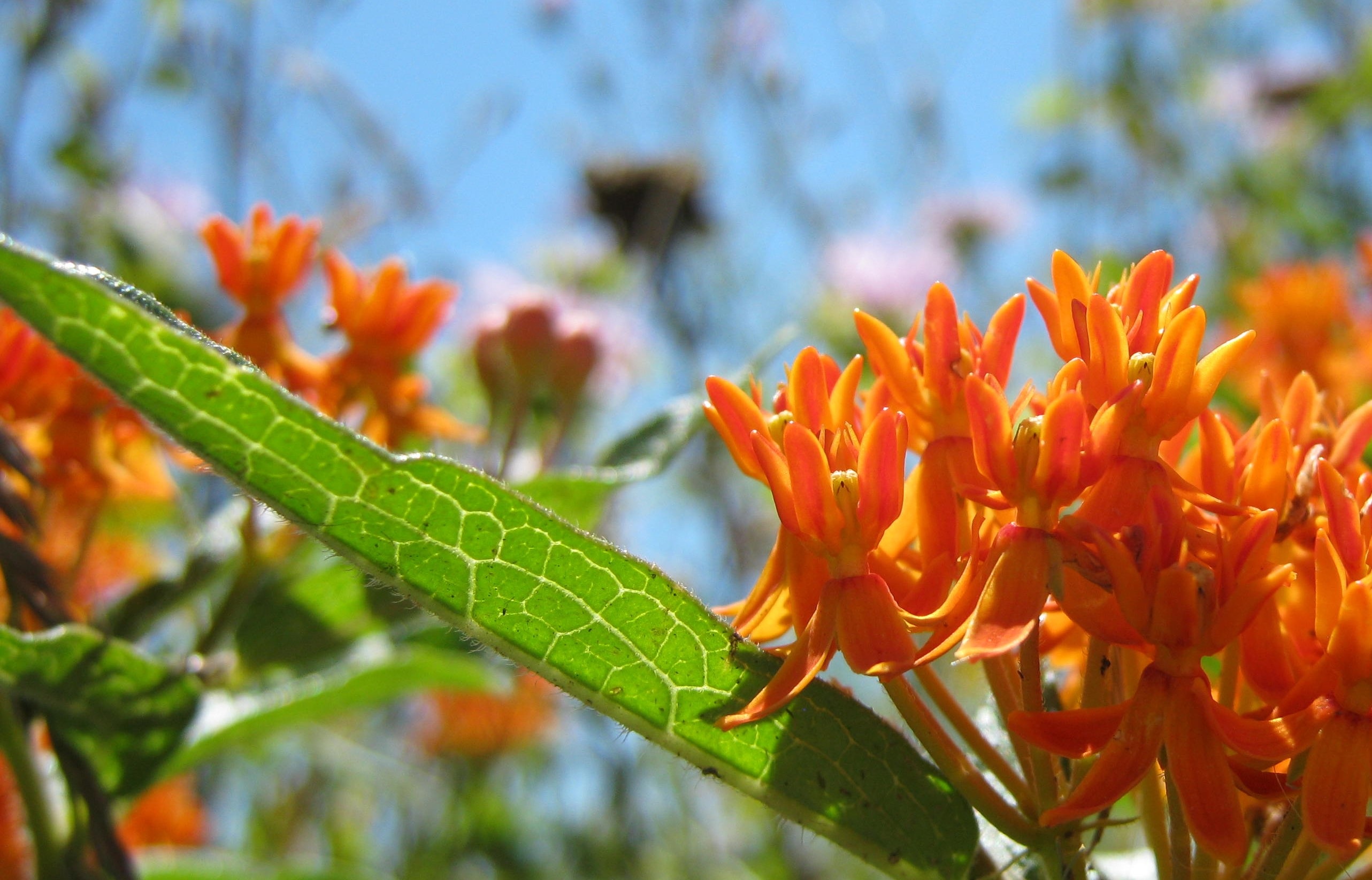Orange Flower Leaf free image download