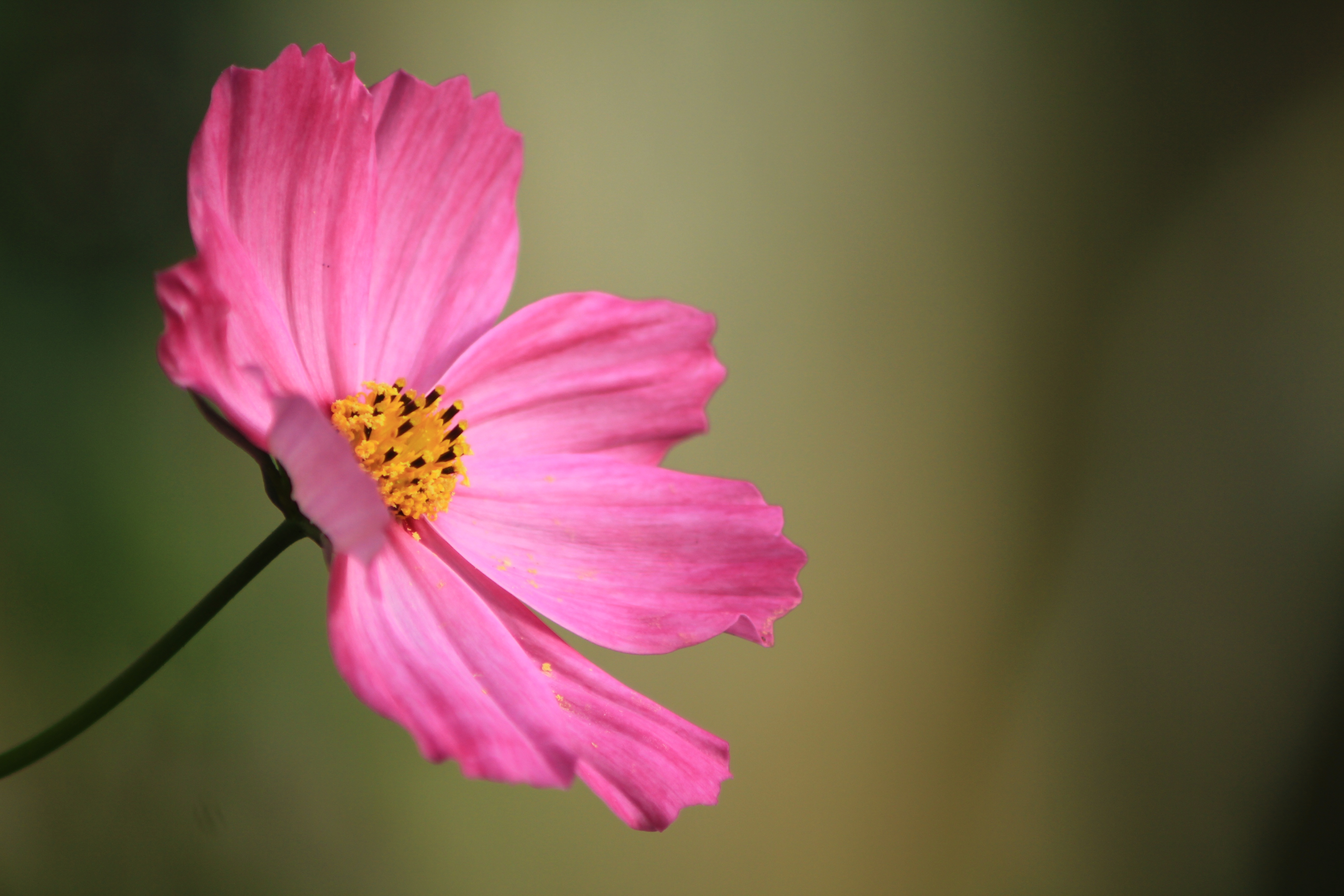 Nature Flower Flora free image download