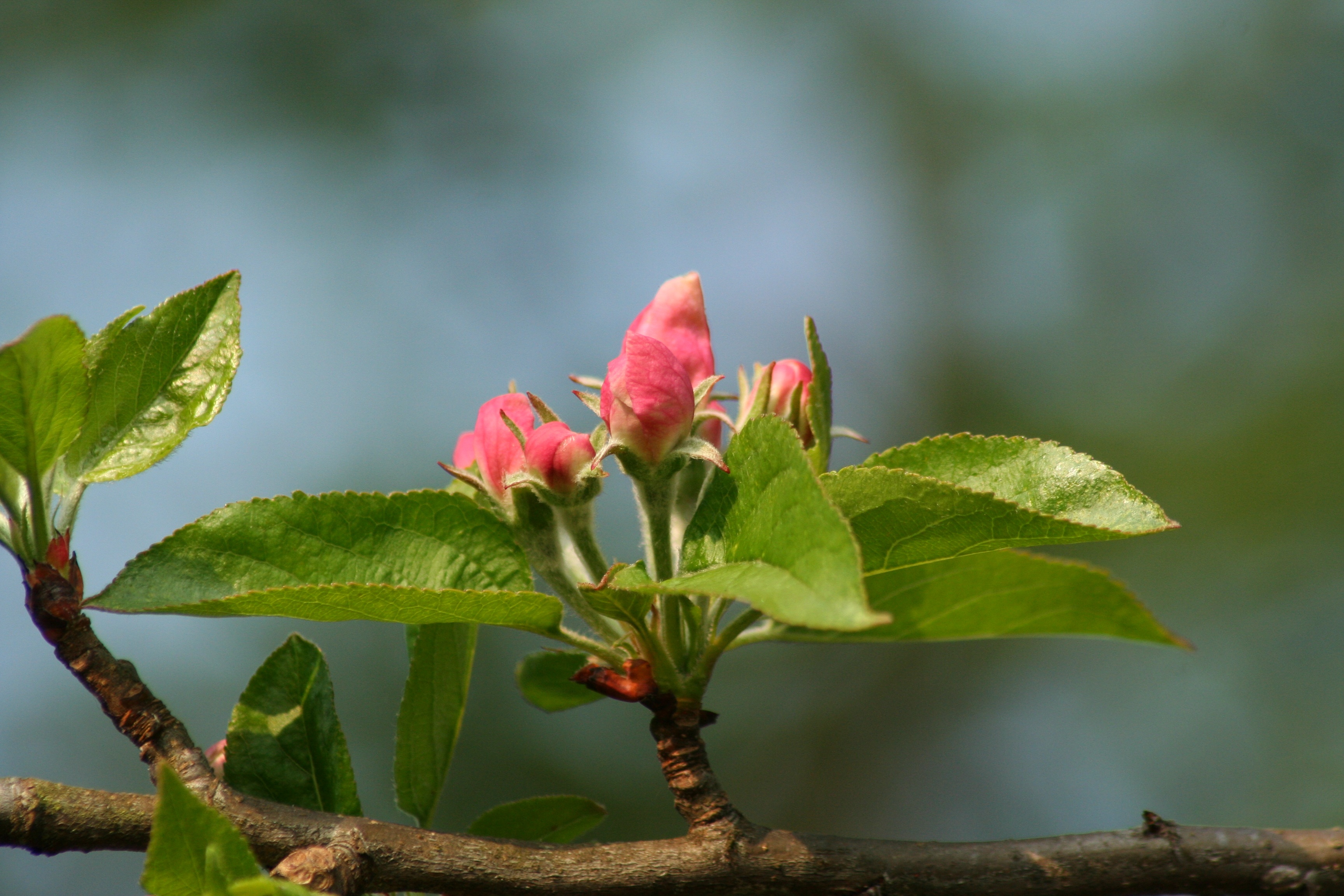 Flower Bloom Blossom free image download