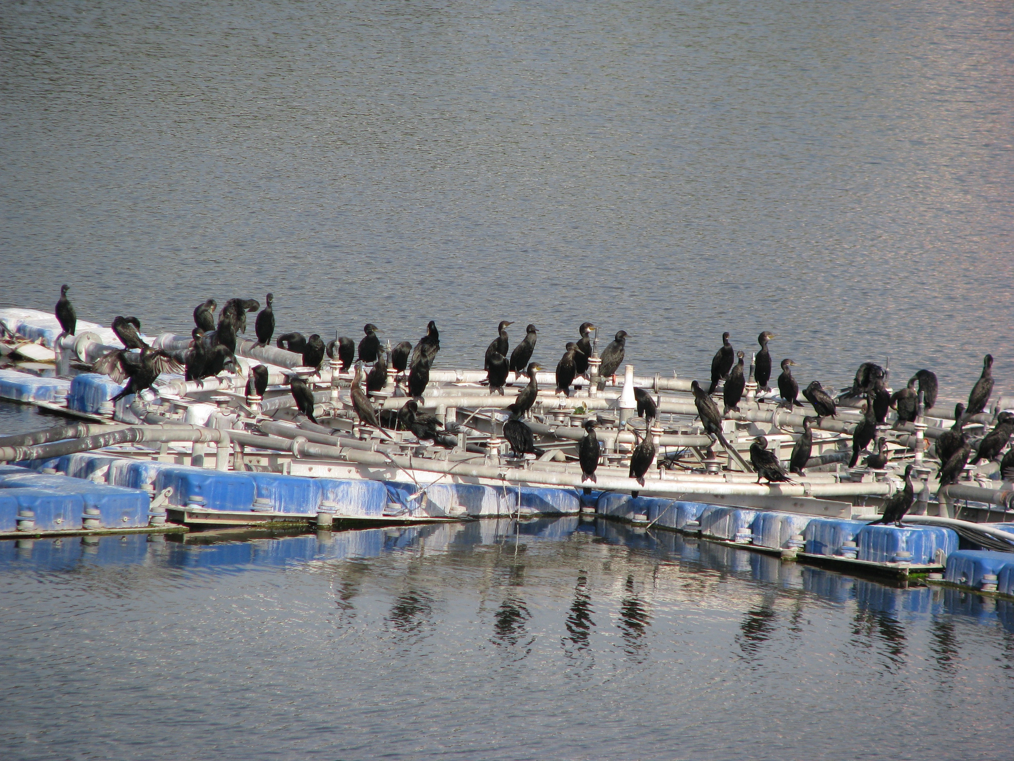 Crow Water Dam free image download