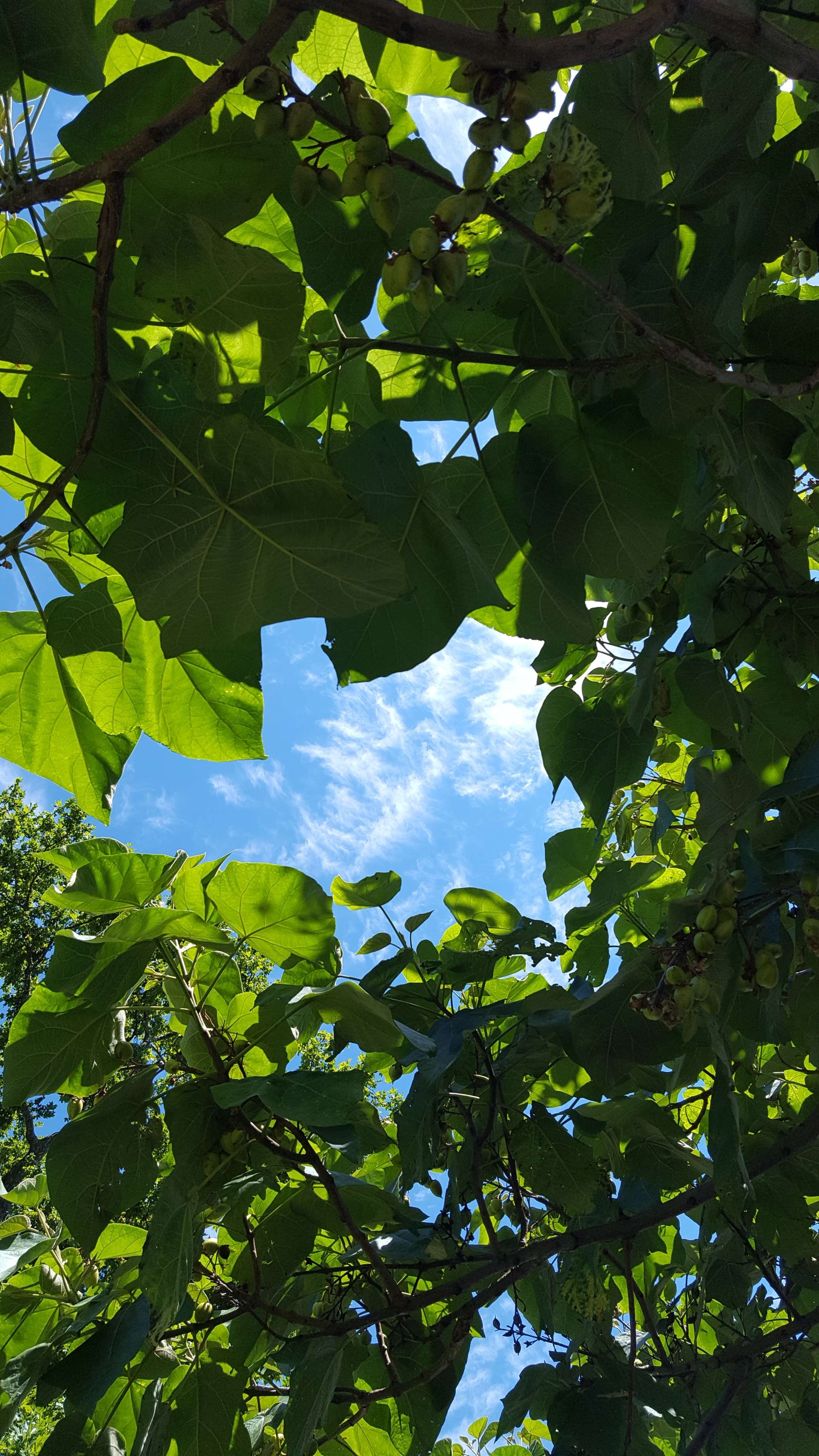 Leaf Plant Nature free image download