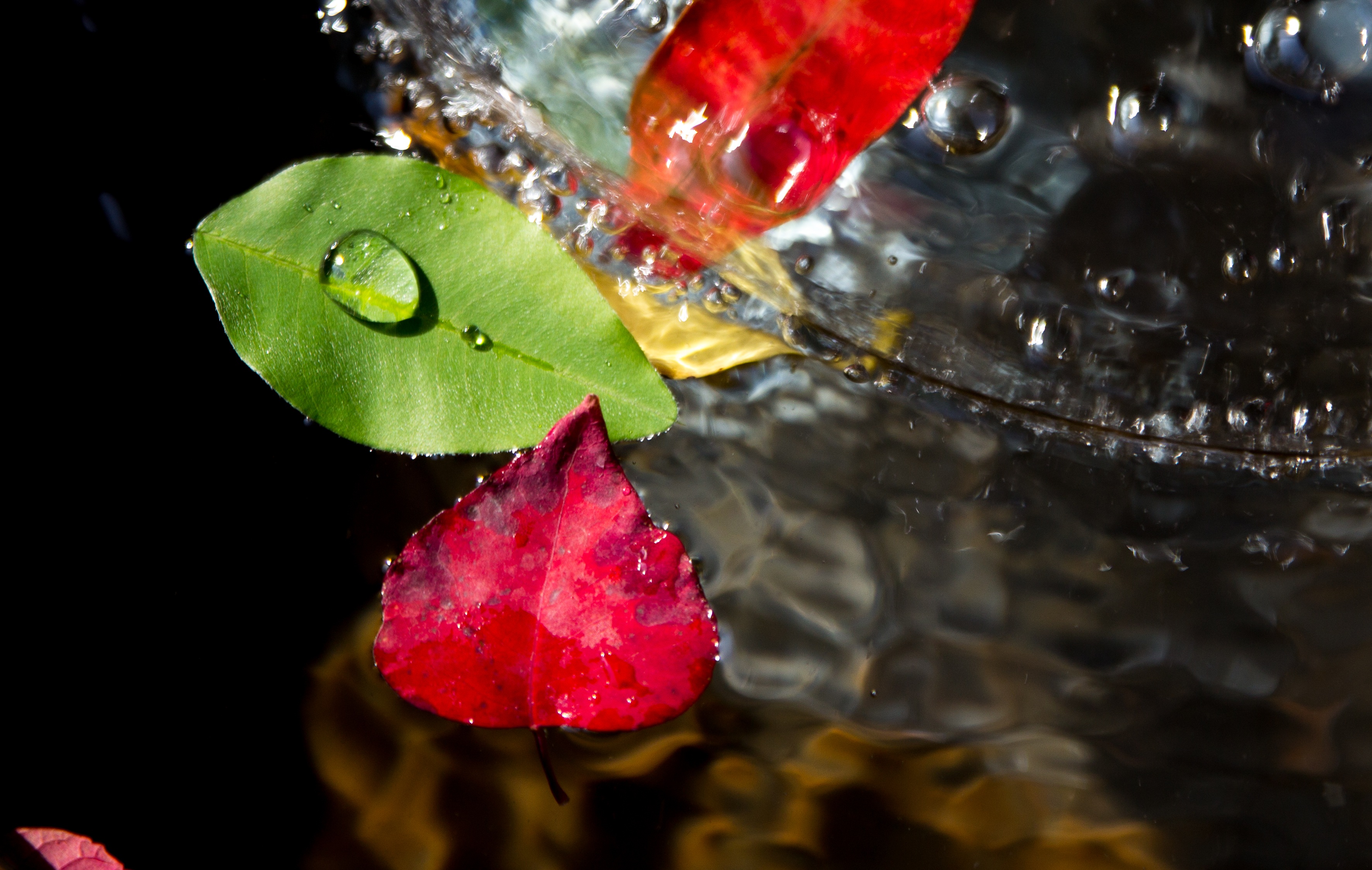 Trickle The Leaves Plants free image download
