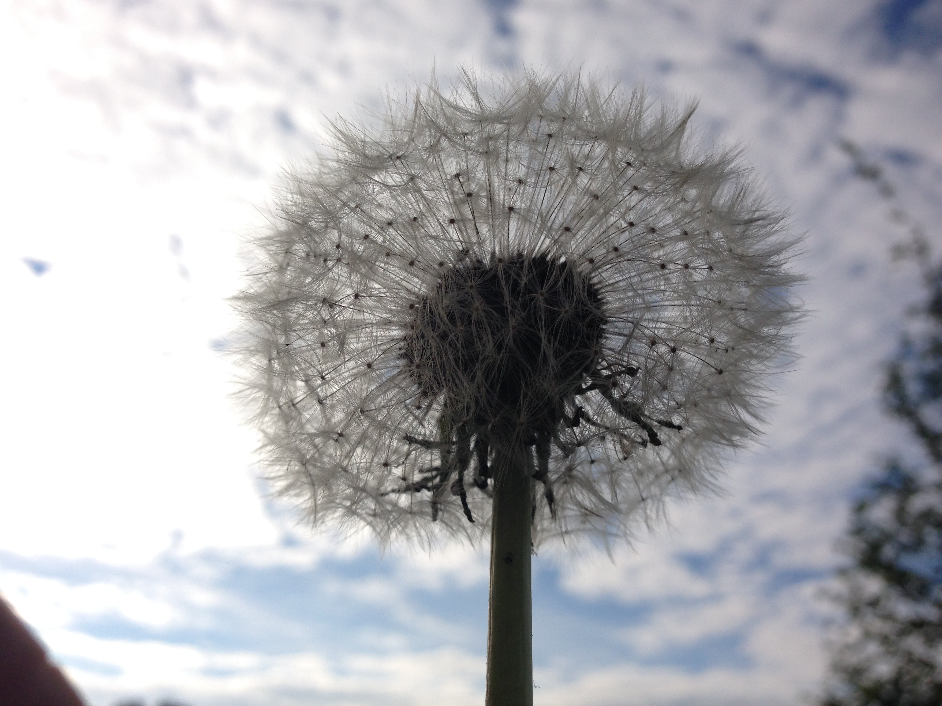 Dandelion Mood Flower free image download
